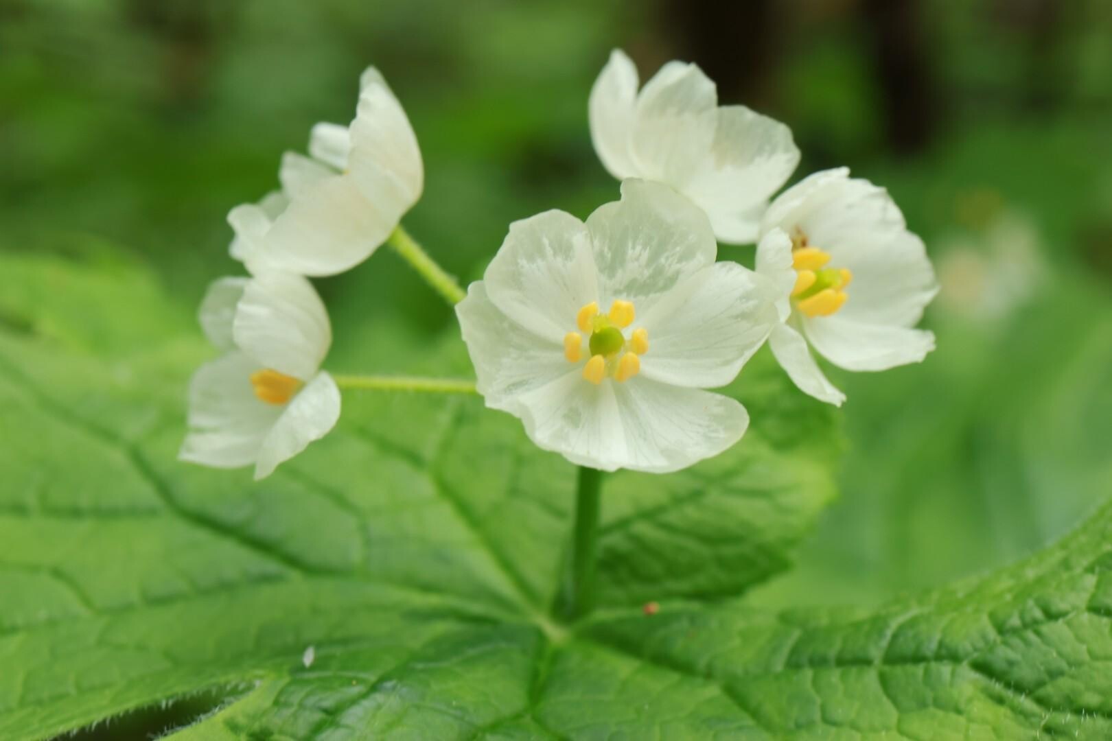 朝山歩🌸 / T☆Yamameさんの吾妻山・一切経山の活動データ | YAMAP / ヤマップ