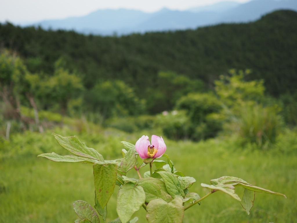 学能堂山 / 山好きとんかつやさんの三峰山・学能堂山・栗ノ木岳の活動データ | YAMAP / ヤマップ