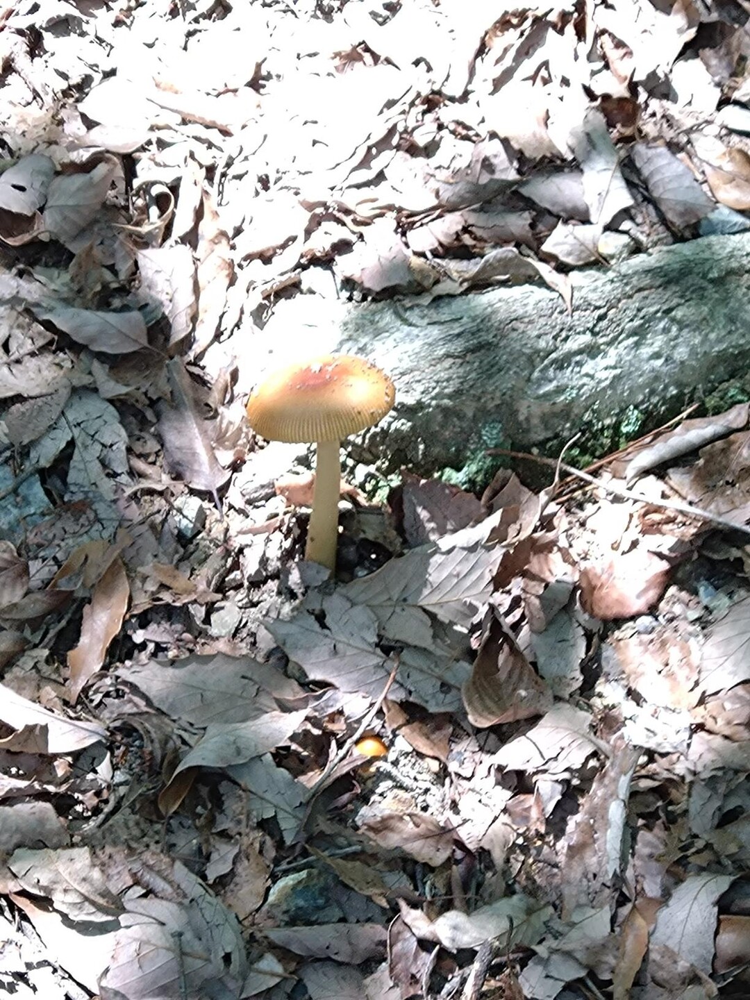 百々ヶ峰・源太峰-2023-06-16 / macharuさんの百々ヶ峰・源太峰の活動データ | YAMAP / ヤマップ