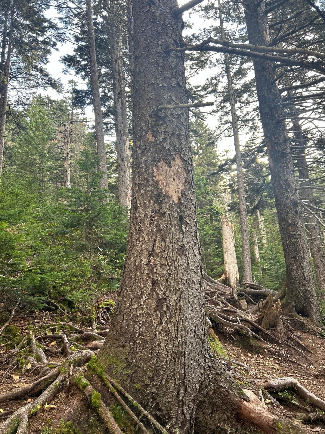 雌阿寒岳&オンネトーキャンプ / Ezo1さんの雌阿寒岳・阿寒富士・白湯山の活動データ | YAMAP / ヤマップ