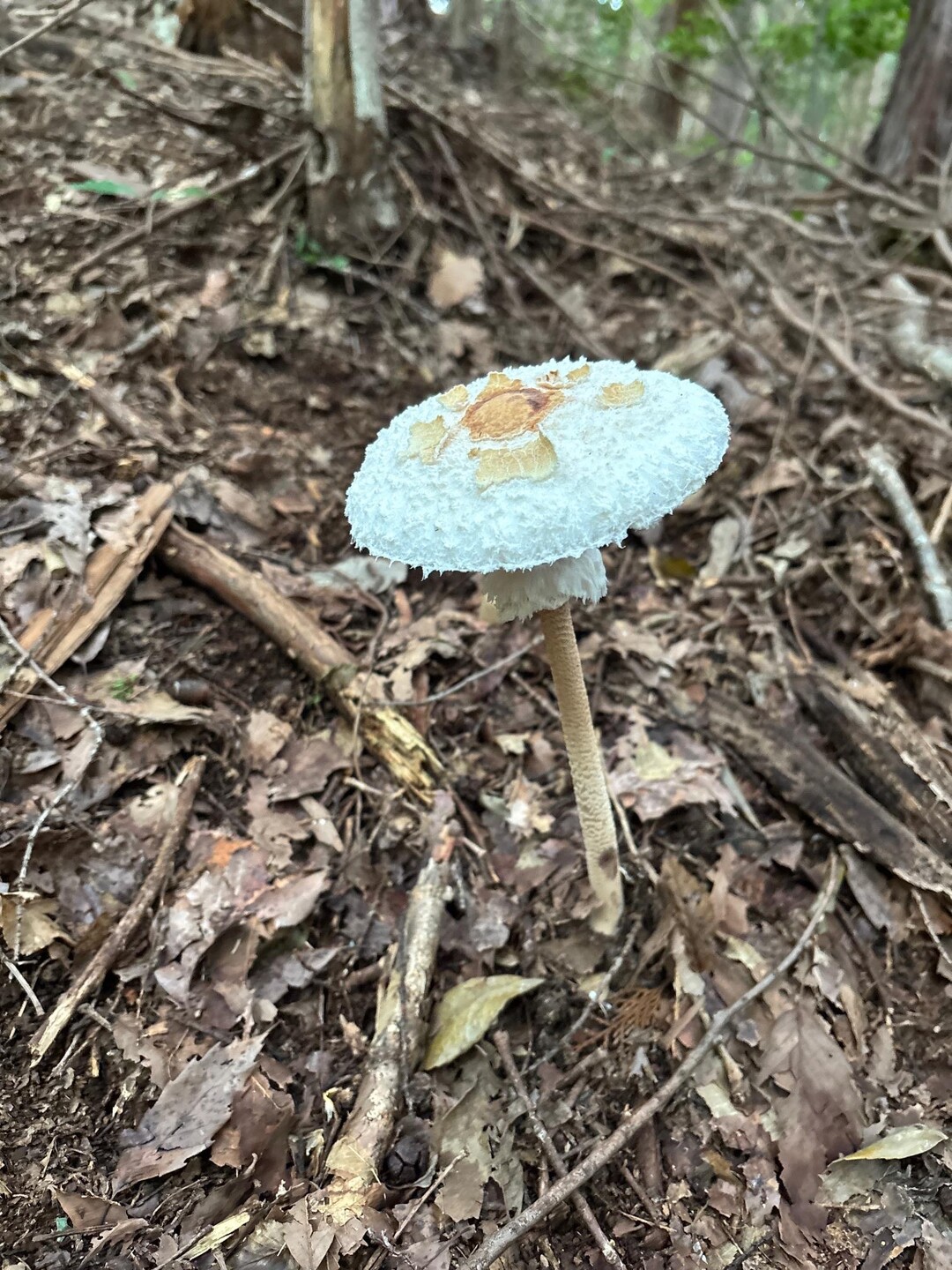 長倉山・鞍掛山・シゲト山・540P・斑根石山・古賀志山・坊主山 / けぼ之助さんの古賀志山・赤岩山・鞍掛山・男抱山・半蔵山の活動データ | YAMAP / ヤマップ