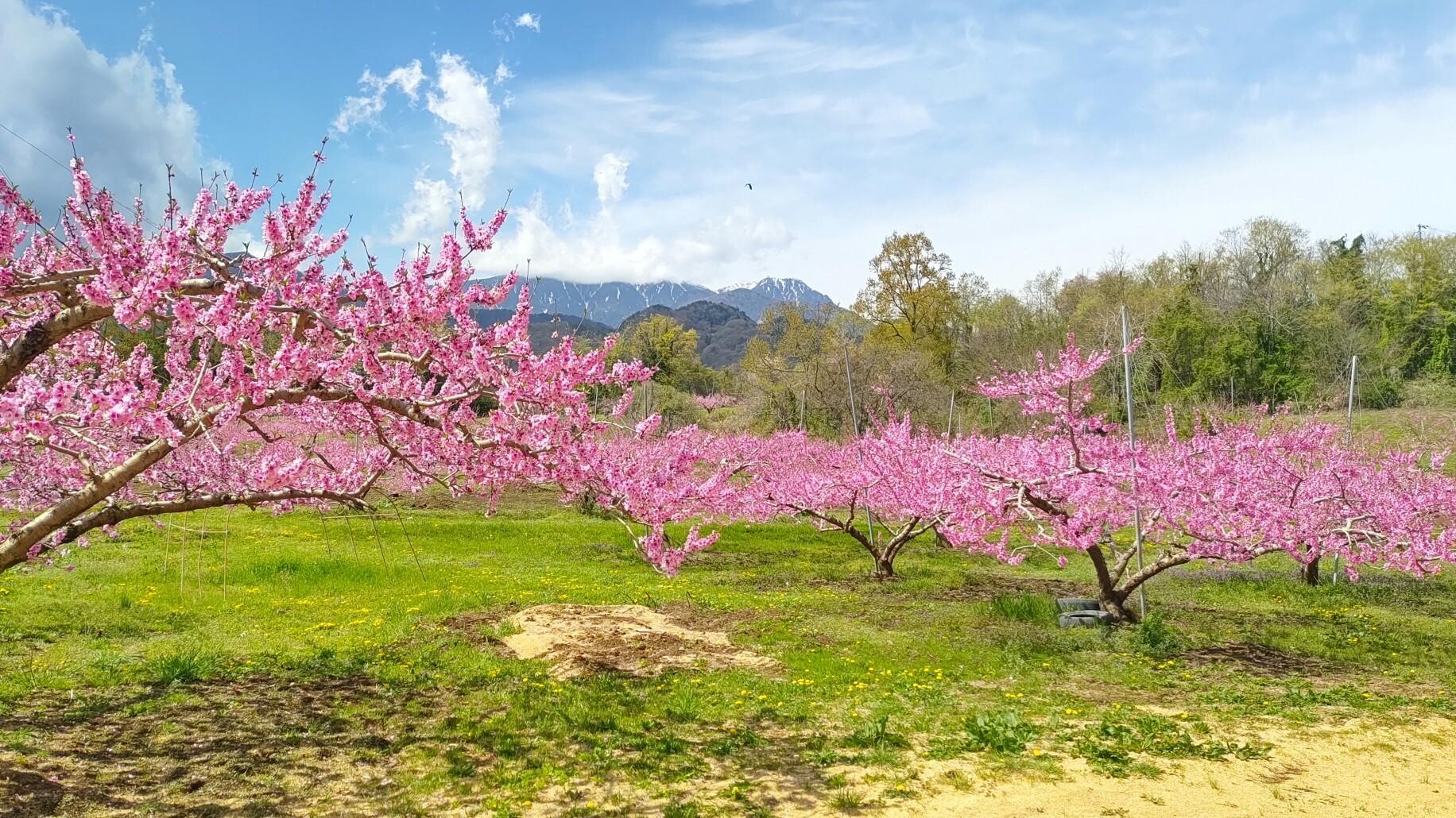 武田の里ウォーク新府桃源郷12km / くっしーさんのウォーキングの活動日記 | YAMAP / ヤマップ
