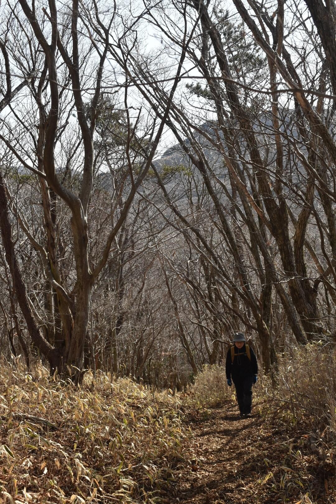 猟師岳・合頭山 / YUTAKA3さんの涌蓋山・猟師山の活動データ | YAMAP / ヤマップ