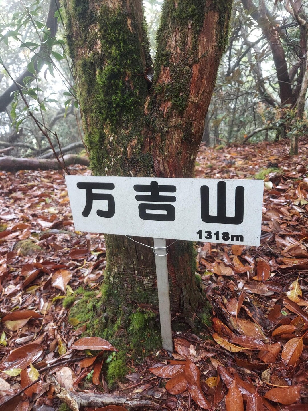 日向市最高峰 万吉山へ🌧 / derainandreさんの尾鈴山・長崎尾・矢筈岳の活動データ | YAMAP / ヤマップ