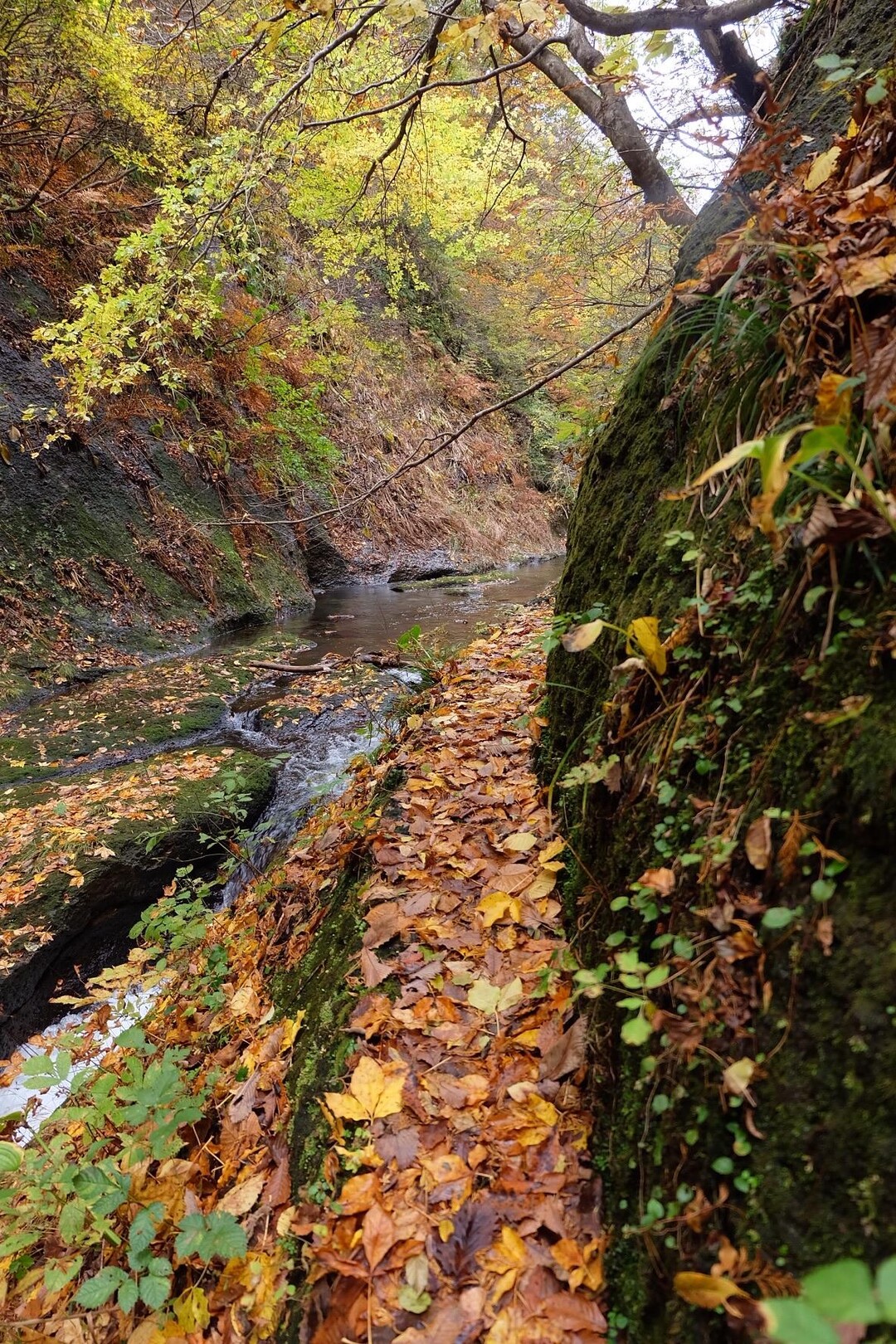 2024.11.8 久しぶりに紅葉川渓谷... / まっしゅさんのモーメント | YAMAP / ヤマップ