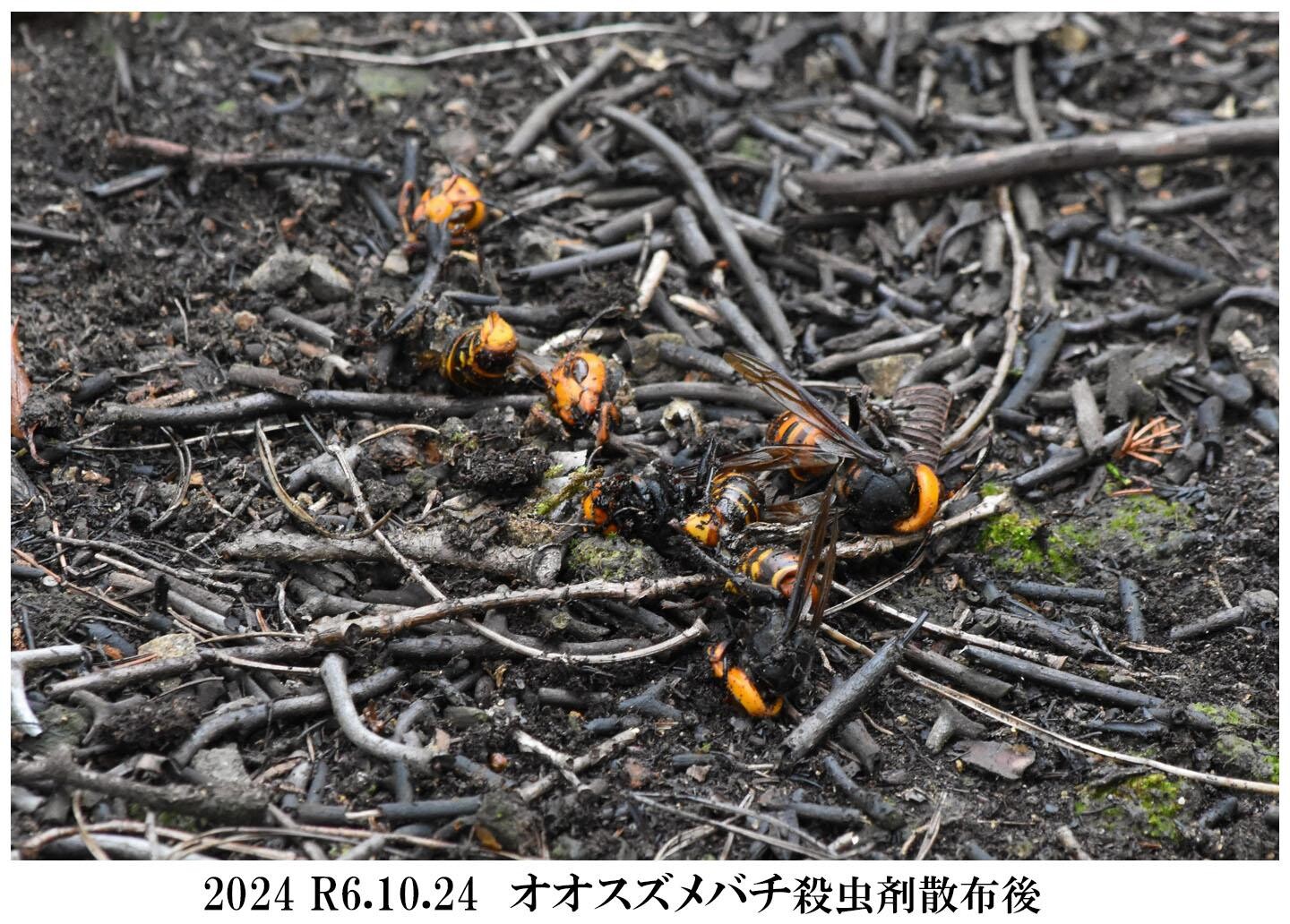 袴腰山(大津富士) 2141 2024... / 袴腰のベニトンボさんのモーメント | YAMAP / ヤマップ