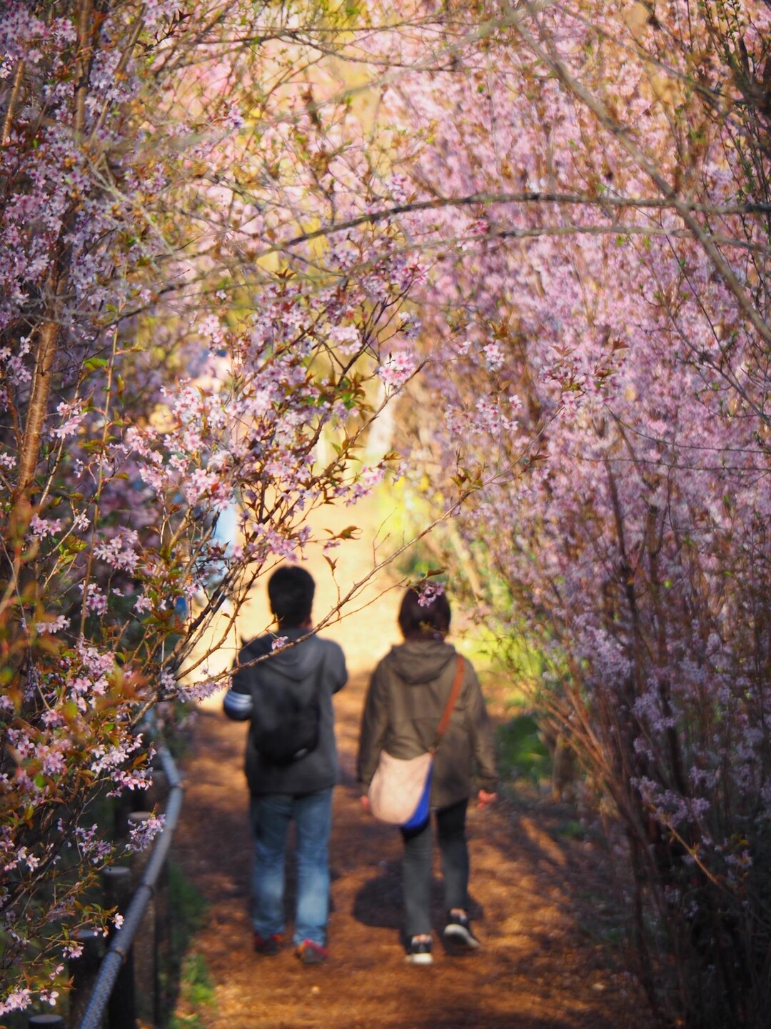 花見山-2023-04-01 / shuさんの福島市の活動日記 | YAMAP / ヤマップ