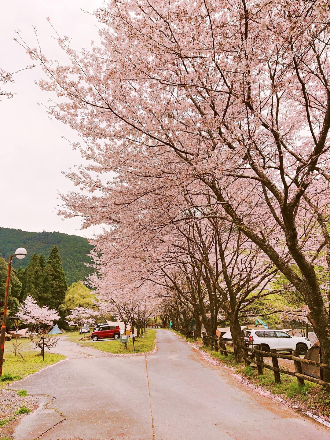 2023年4月@浜松天竜区 登山ではない... / so-sukeさんのモーメント | YAMAP / ヤマップ