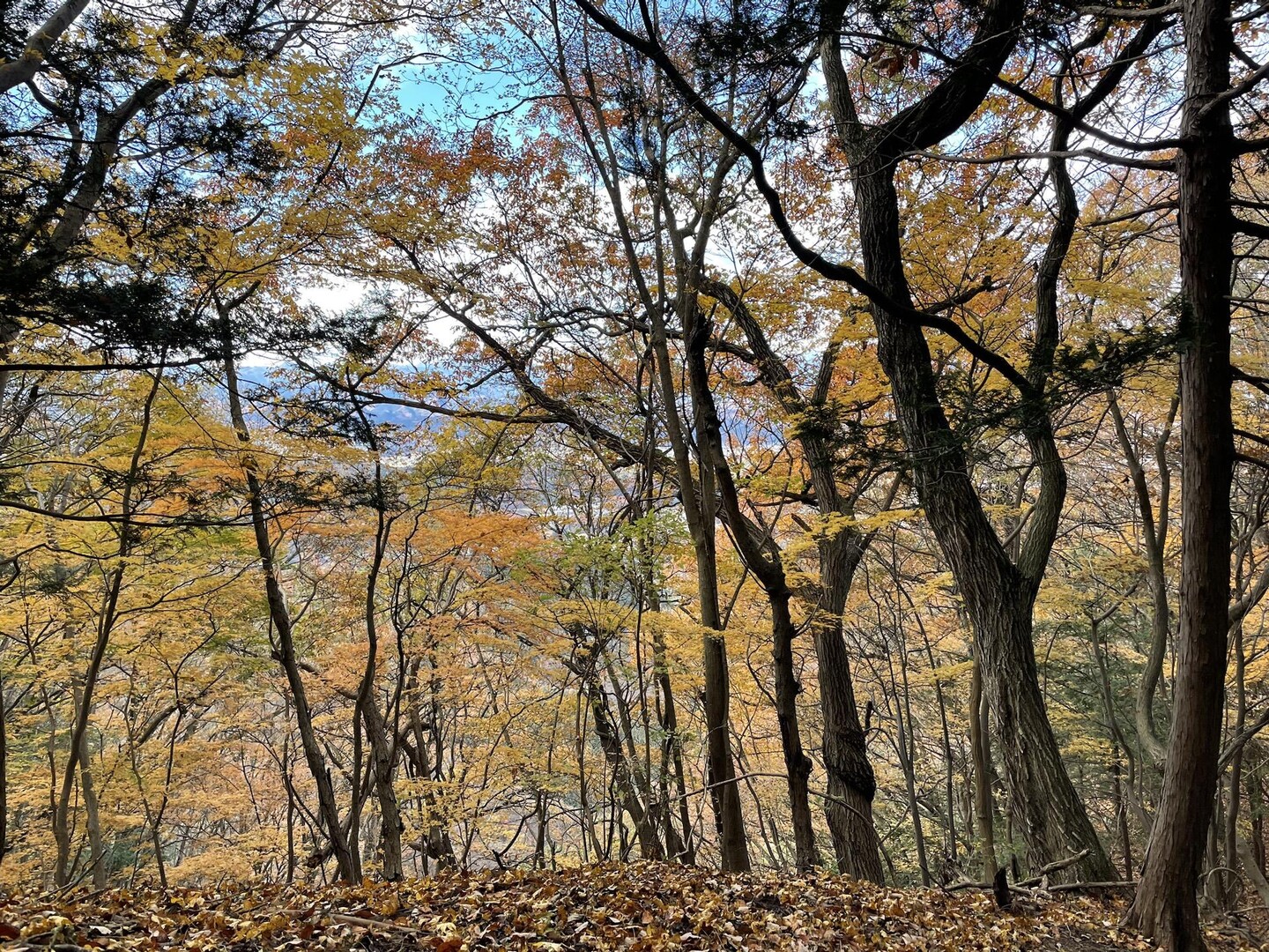 芦ヶ久保から横瀬二子山雌岳・雄岳 / Vega-tanさんの丸山・日向山の活動データ | YAMAP / ヤマップ
