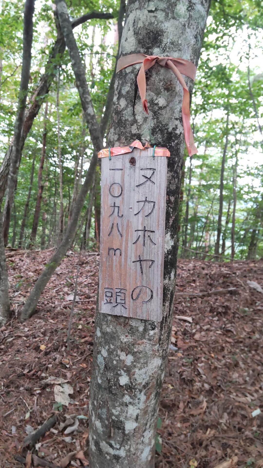 田和BS〜中群山〜尾名手尾根〜長尾根〜上平BS / 441Mさんの三頭山・槇寄山・土俵岳の活動データ | YAMAP / ヤマップ