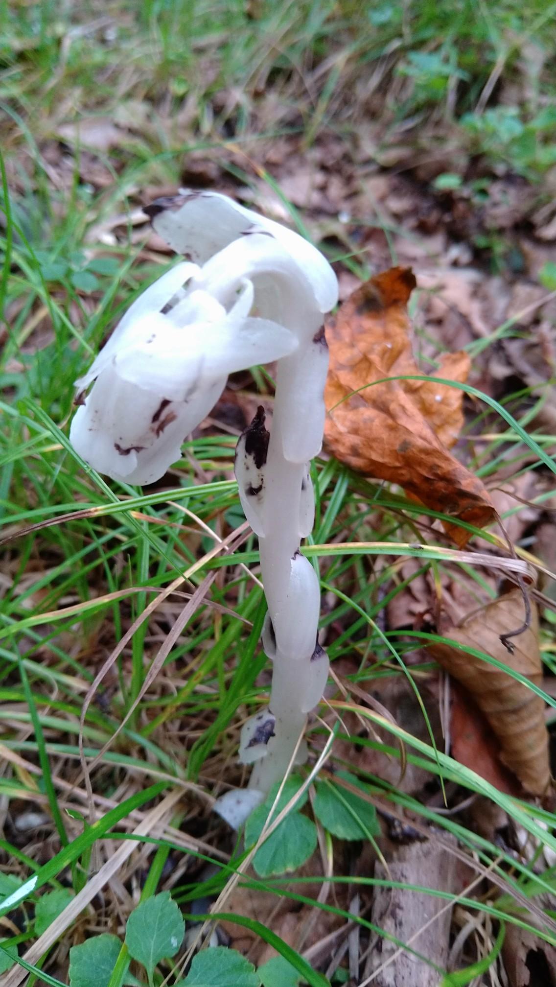 はじめまして(⁠^⁠^⁠) 室蘭岳のｱｷ... / cocoさんのモーメント | YAMAP / ヤマップ