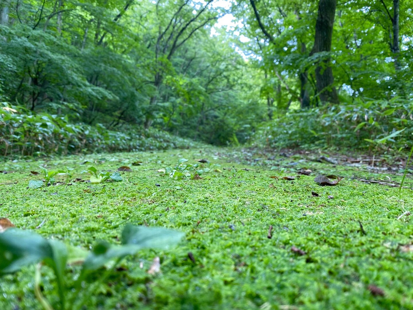 鳴子の潟沼へ またまた、岩出山の道の駅で... / koroさんのモーメント | YAMAP / ヤマップ