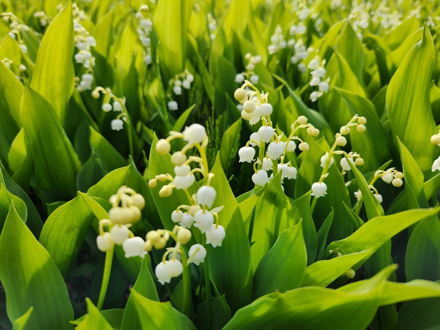 八ケ岳(赤岳・横岳・硫黄岳)から下山した... / chiさんのモーメント | YAMAP / ヤマップ