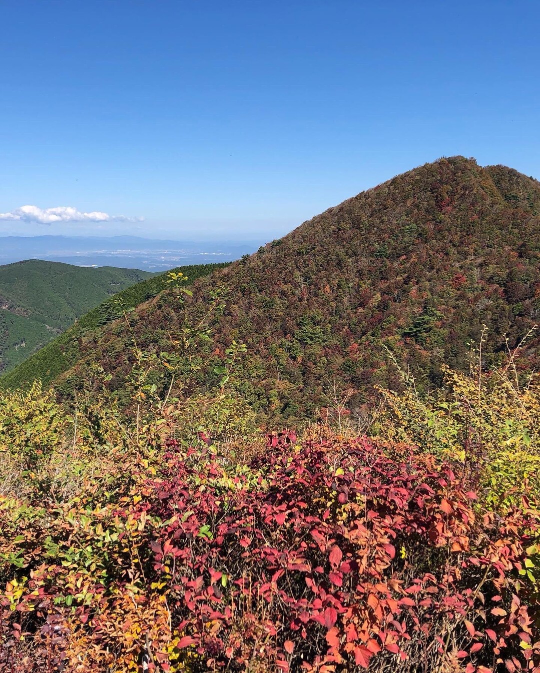 二本ボソ・倶留尊山・亀山 / pixyさんの倶留尊山・曽爾高原・古光山の活動データ | YAMAP / ヤマップ