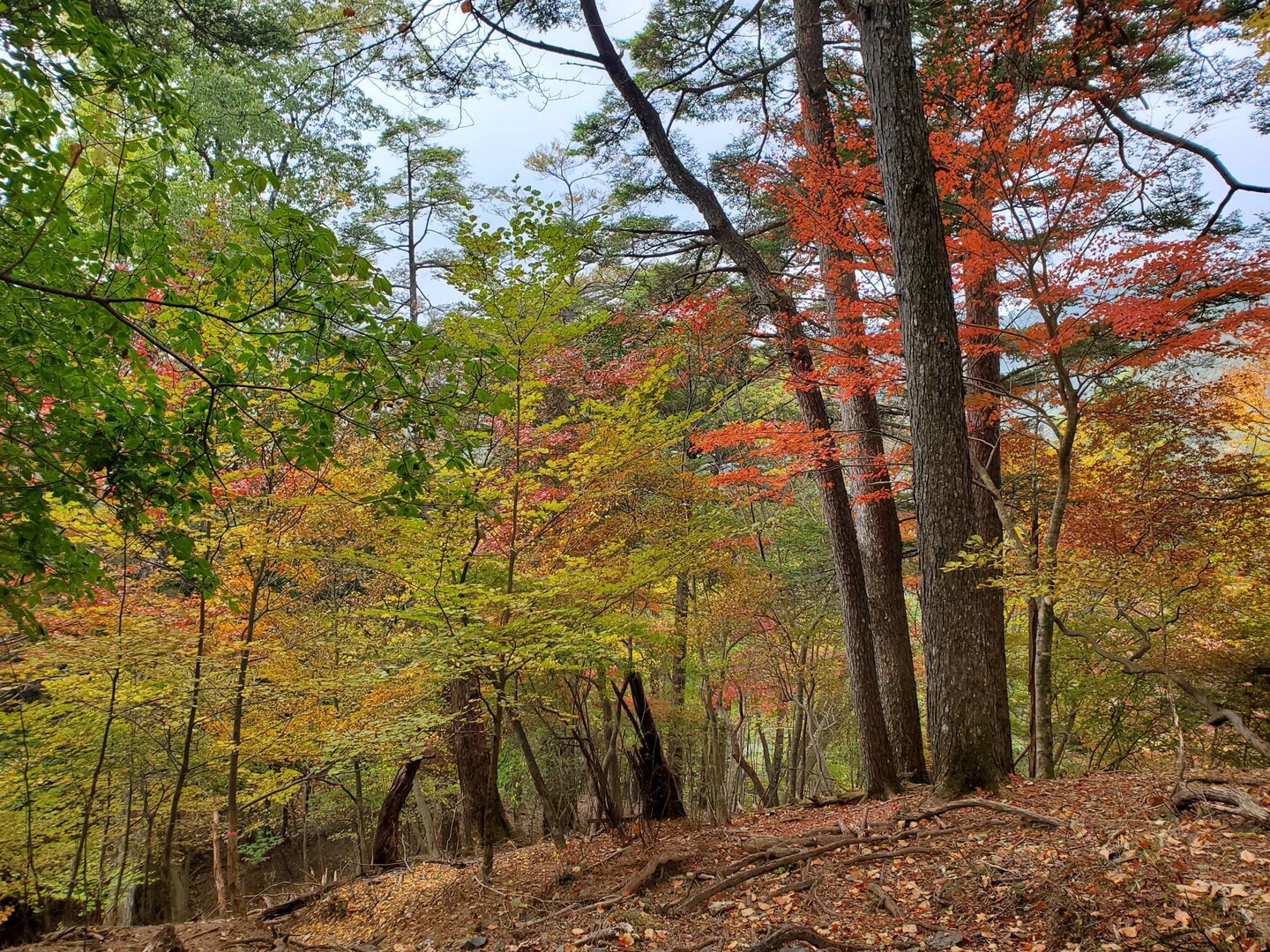 根本山・熊鷹山・氷室山-2023-11-05 / E35-sun☀️さんの根本山・熊鷹山・氷室山の活動データ | YAMAP / ヤマップ