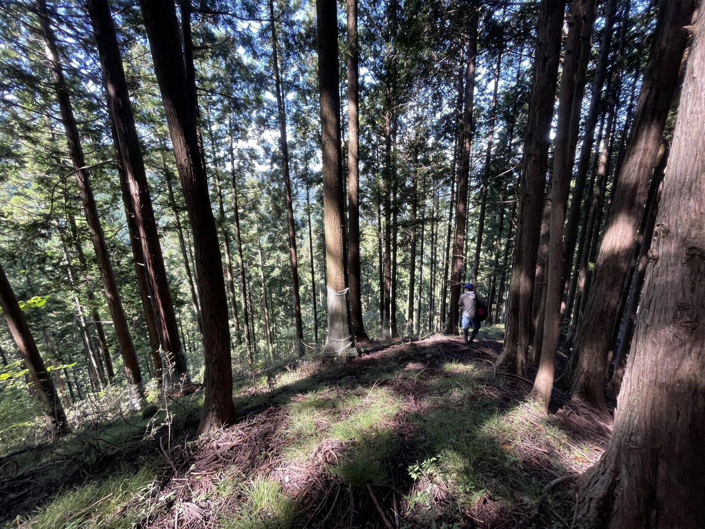 日光市宮小来川の、友人宅の裏山。 標高不... / wakaさんのモーメント | YAMAP / ヤマップ