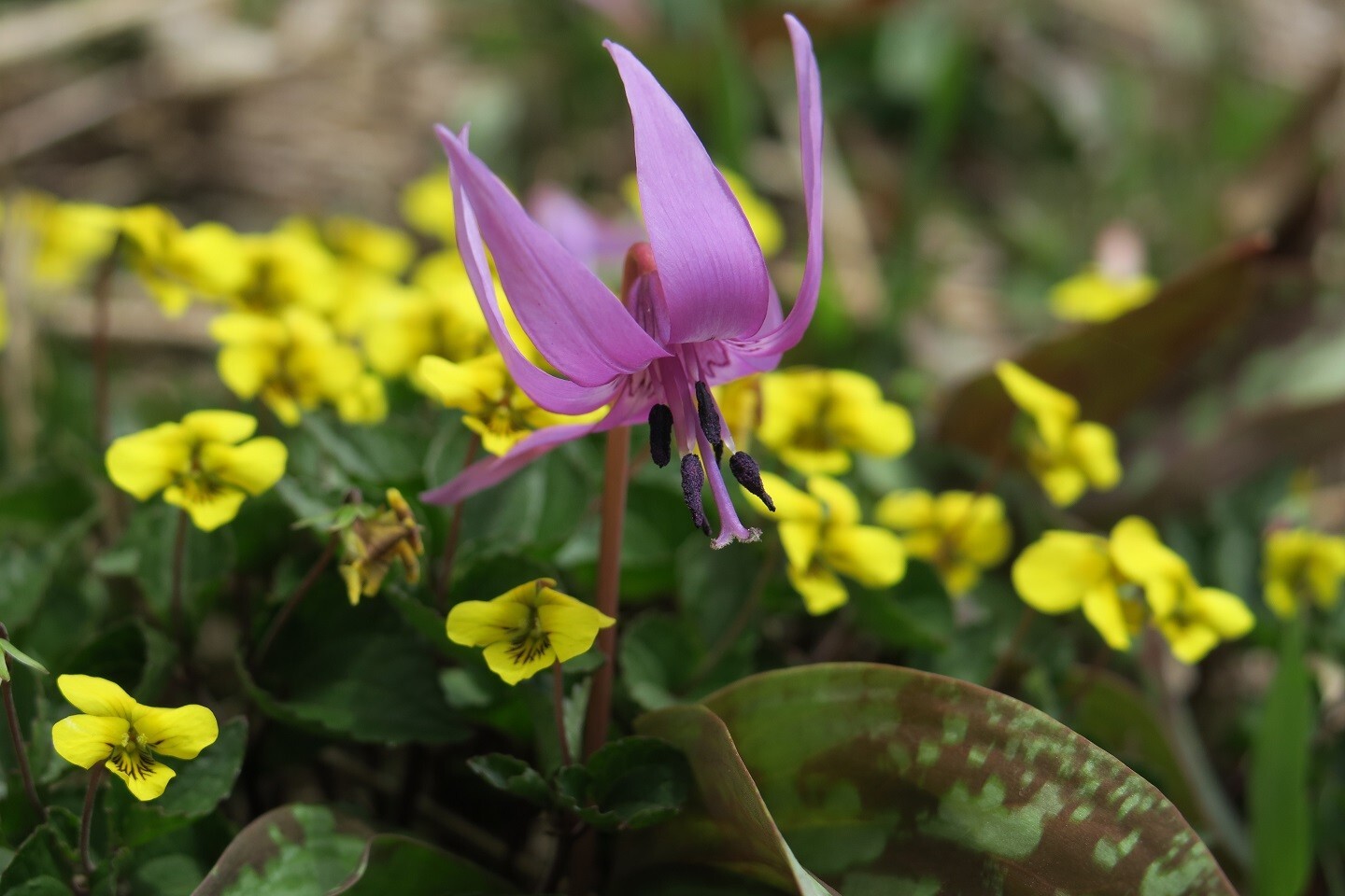 GW Hike up 『蒜山三座縦走』 / YASUさんの蒜山の活動データ | YAMAP / ヤマップ