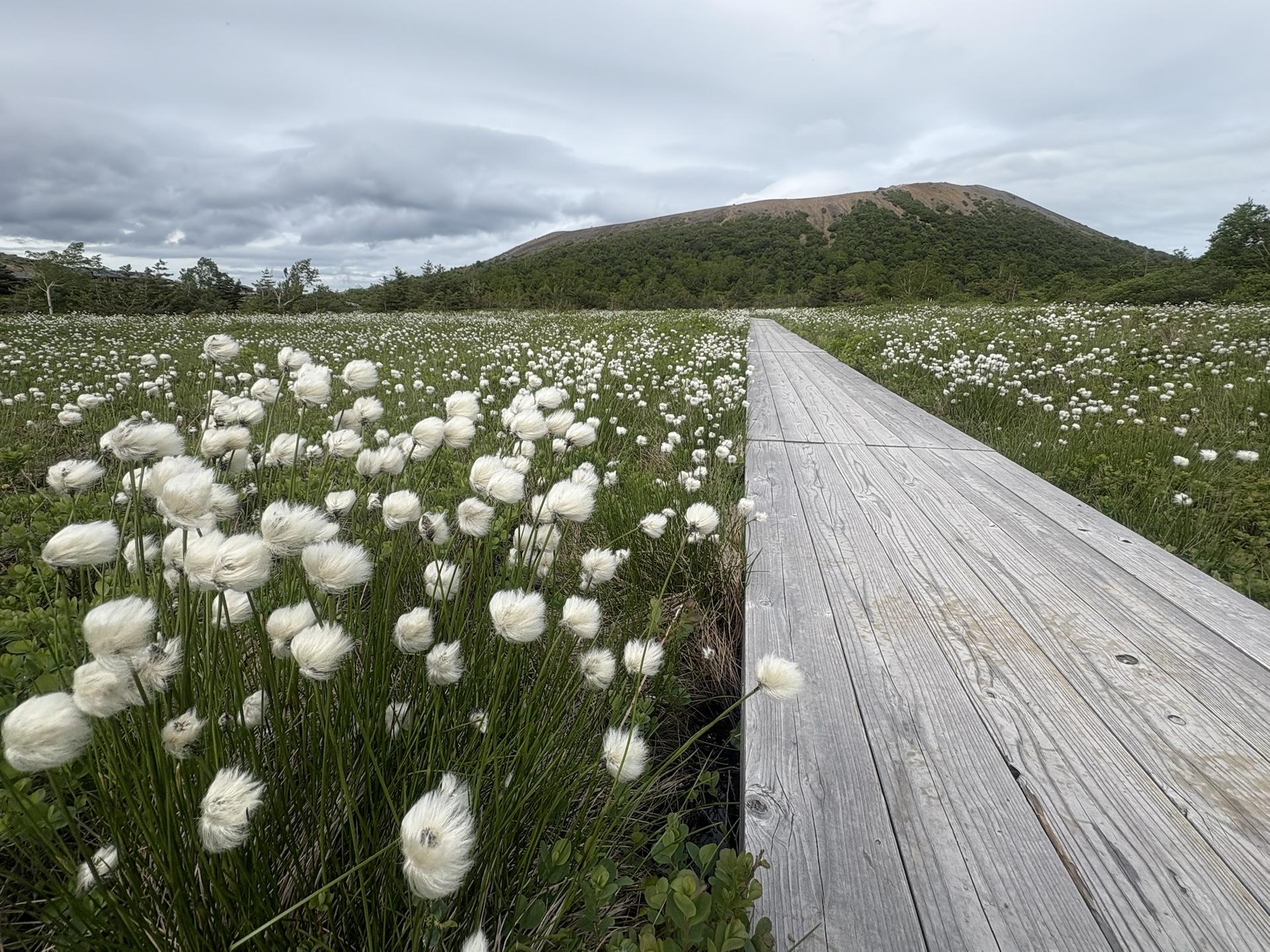 2025.6.16 ワタスゲちゃんに会い... / HTさんのモーメント | YAMAP / ヤマップ