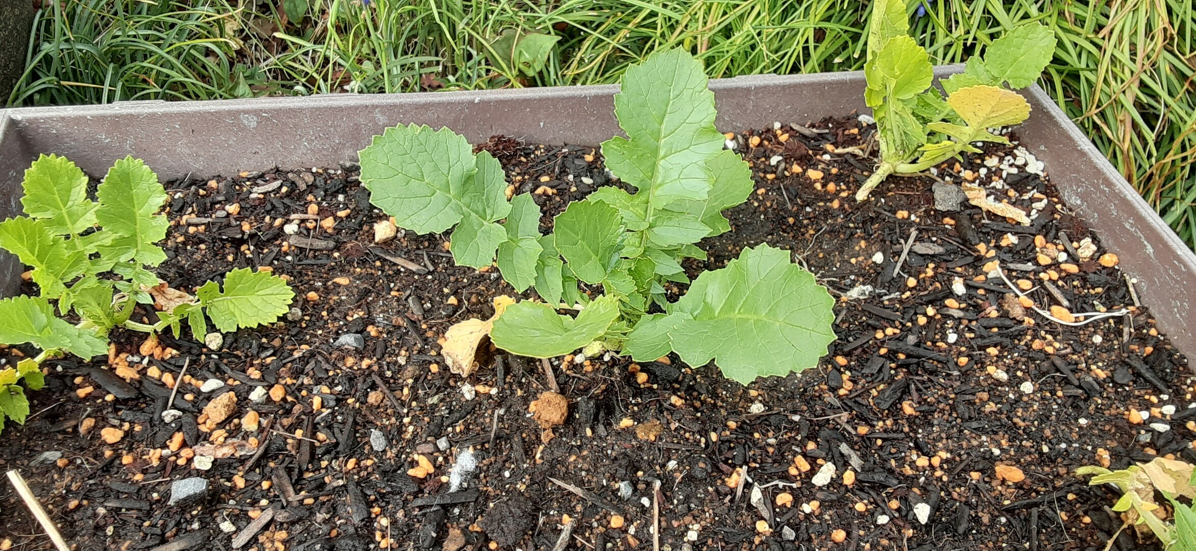 かいわれ大根の末路... 実験的に試しに... / mokoさんのモーメント | YAMAP / ヤマップ