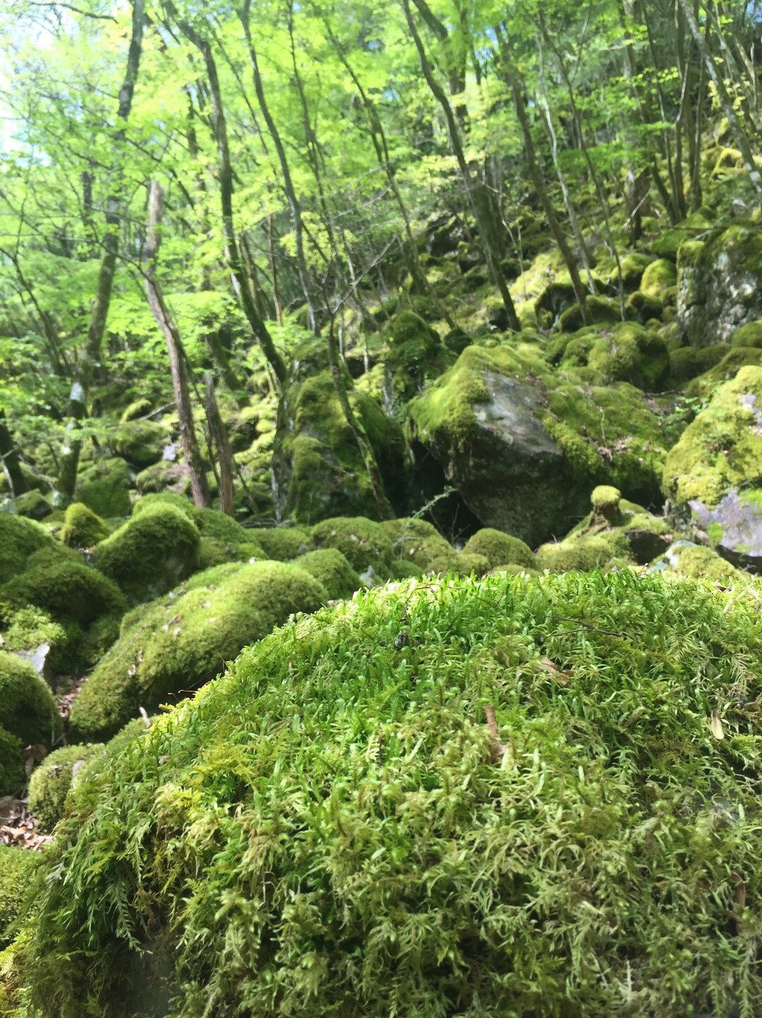 山犬嶽(苔) / tomo_tiro さんの山犬嶽の活動データ | YAMAP / ヤマップ