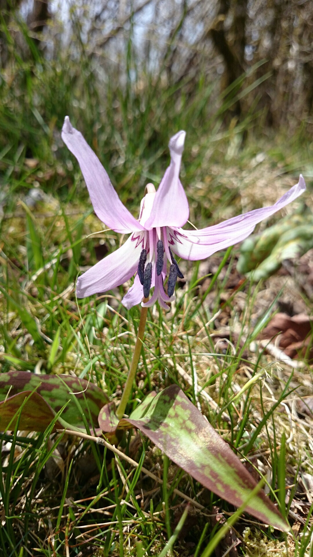 カタクリ輝く赤星山★豊受山★ / Miekaさんの赤星山・豊受山の活動データ | YAMAP / ヤマップ
