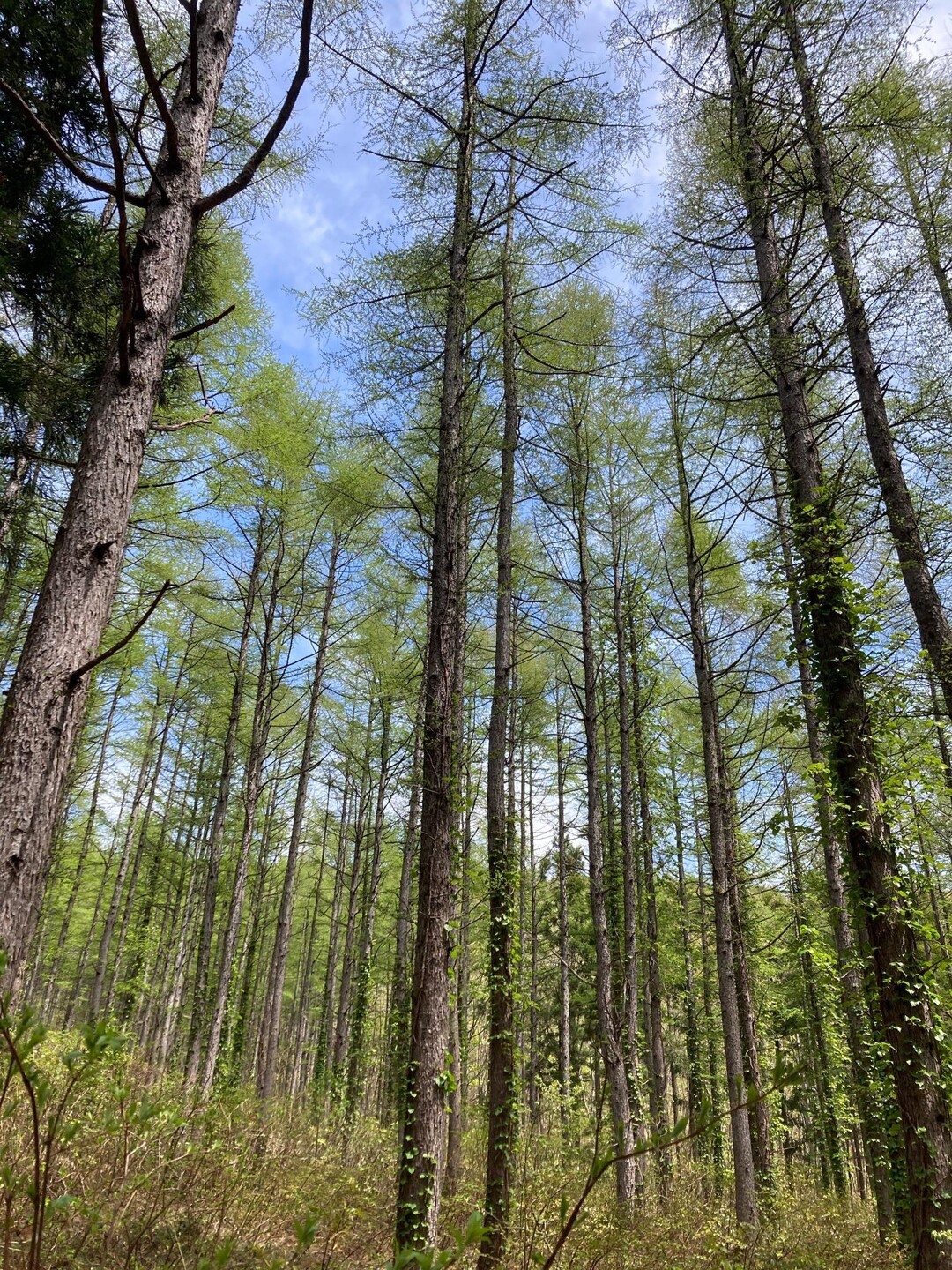 泉ヶ岳 / ak,snowさんの船形山（御所山）・泉ヶ岳・蛇ヶ岳の活動データ | YAMAP / ヤマップ