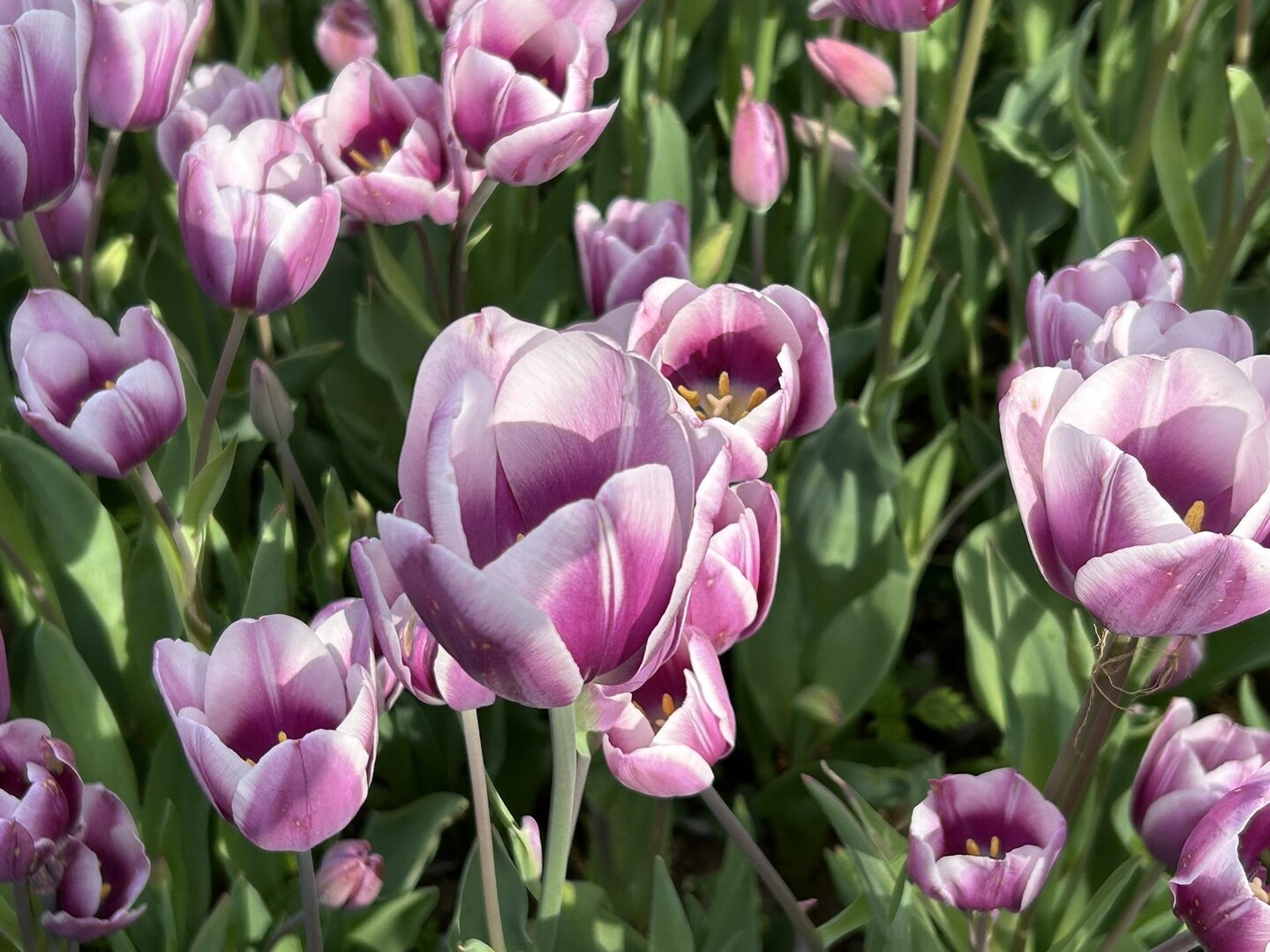 春爛漫🌷🌷🌷 / ayanonさんのモーメント | YAMAP / ヤマップ