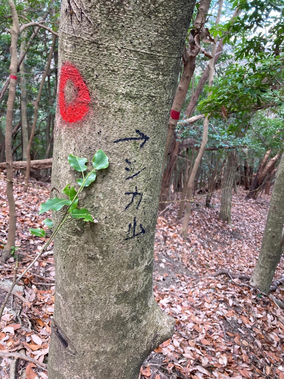 K.KAIさんの投稿したフィールドメモ | YAMAP / ヤマップ