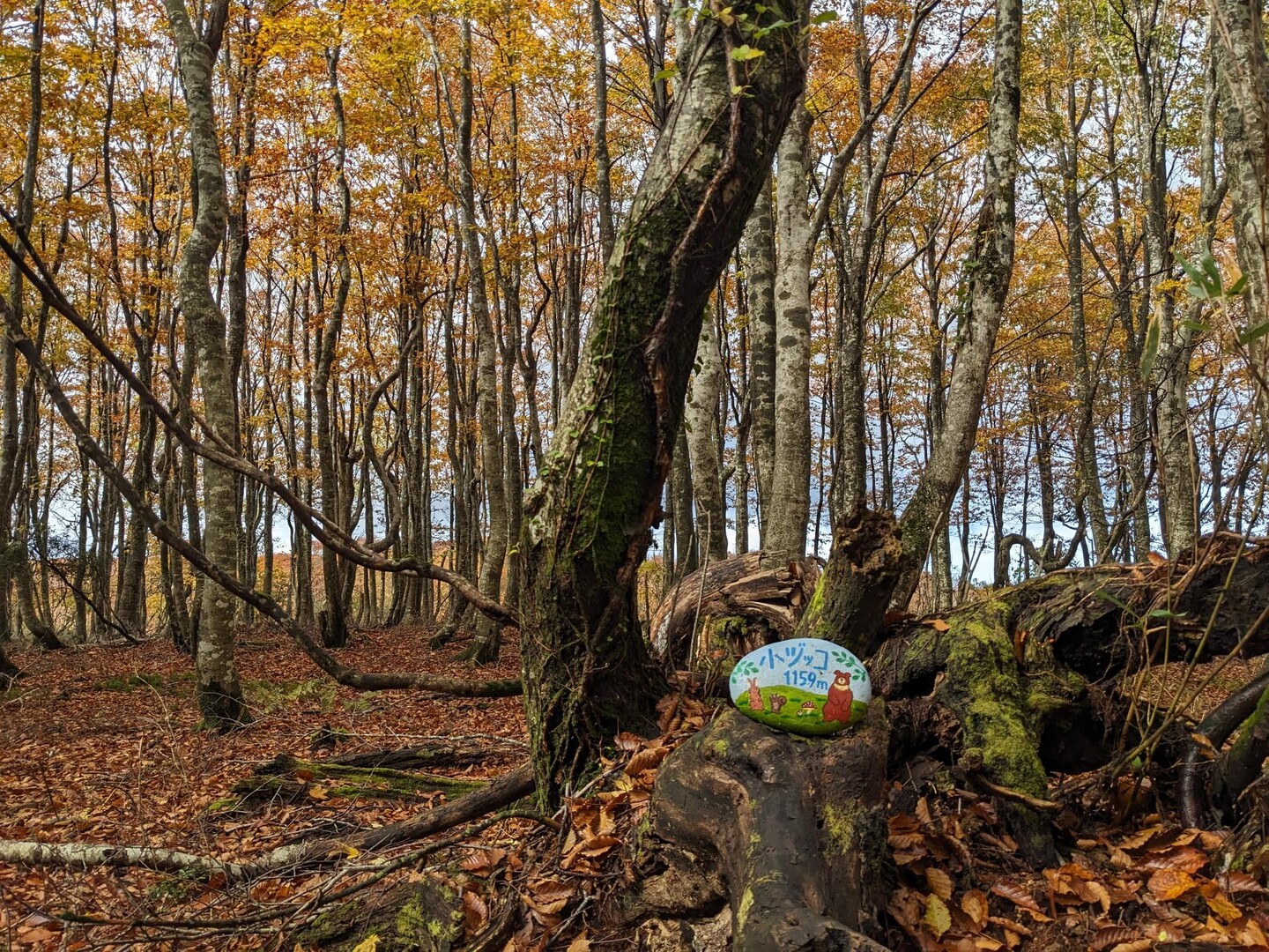 THE DEEP LOVE AFFAIR / FUNNYさんの扇ノ山の活動データ | YAMAP / ヤマップ