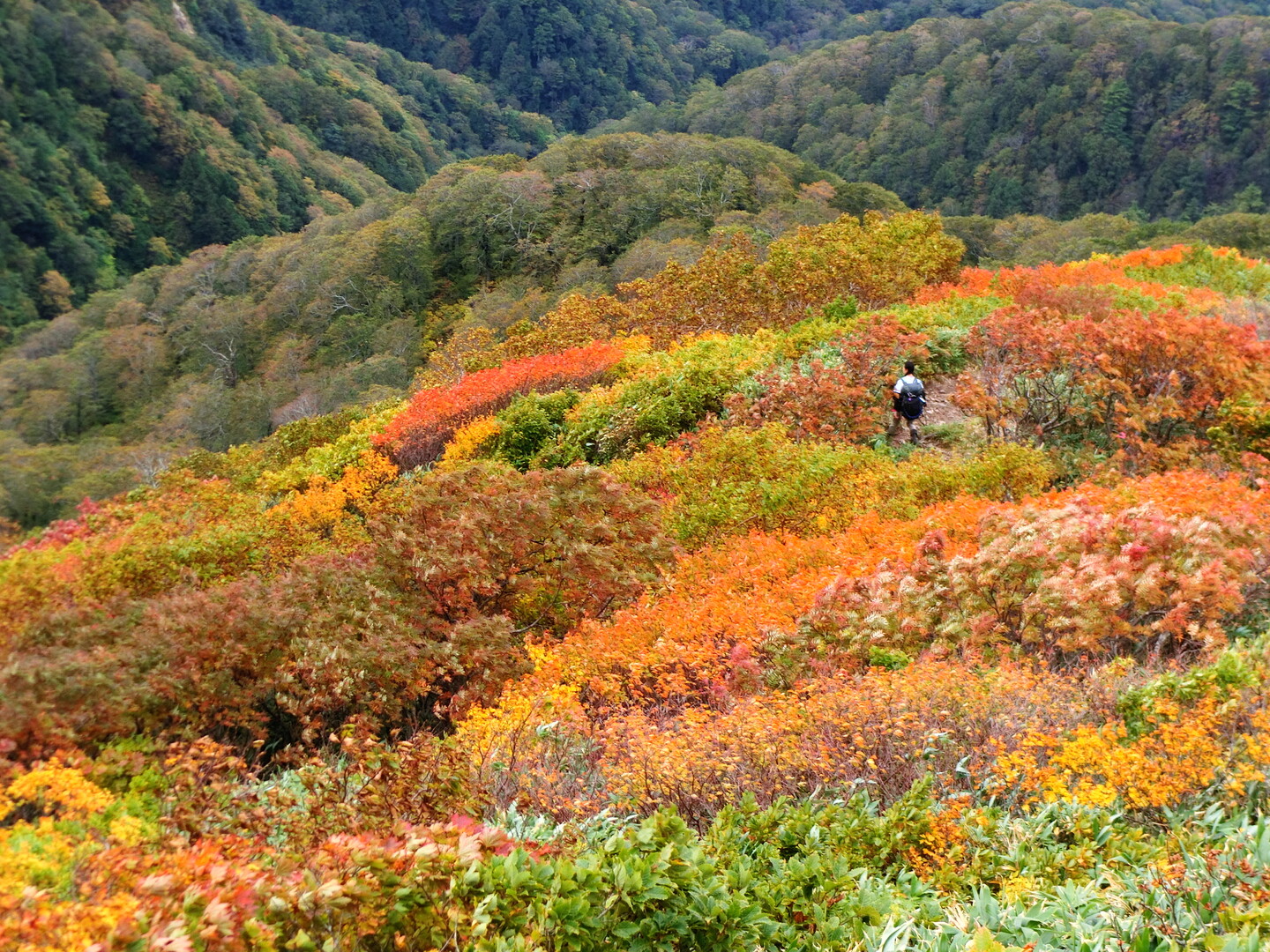 紅葉を求めて白神岳へ / なりゆきさんの白神岳・蟶山・大峰岳の活動データ | YAMAP / ヤマップ