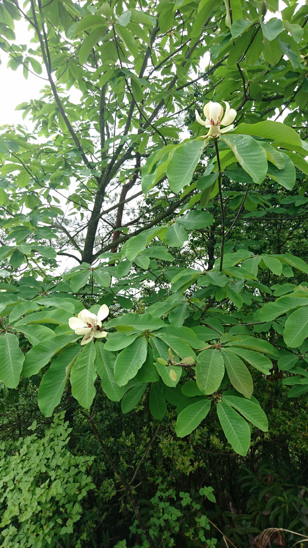 HWT 己斐峠～八幡東 / Kyo_omiさんの広島市の活動データ | YAMAP / ヤマップ