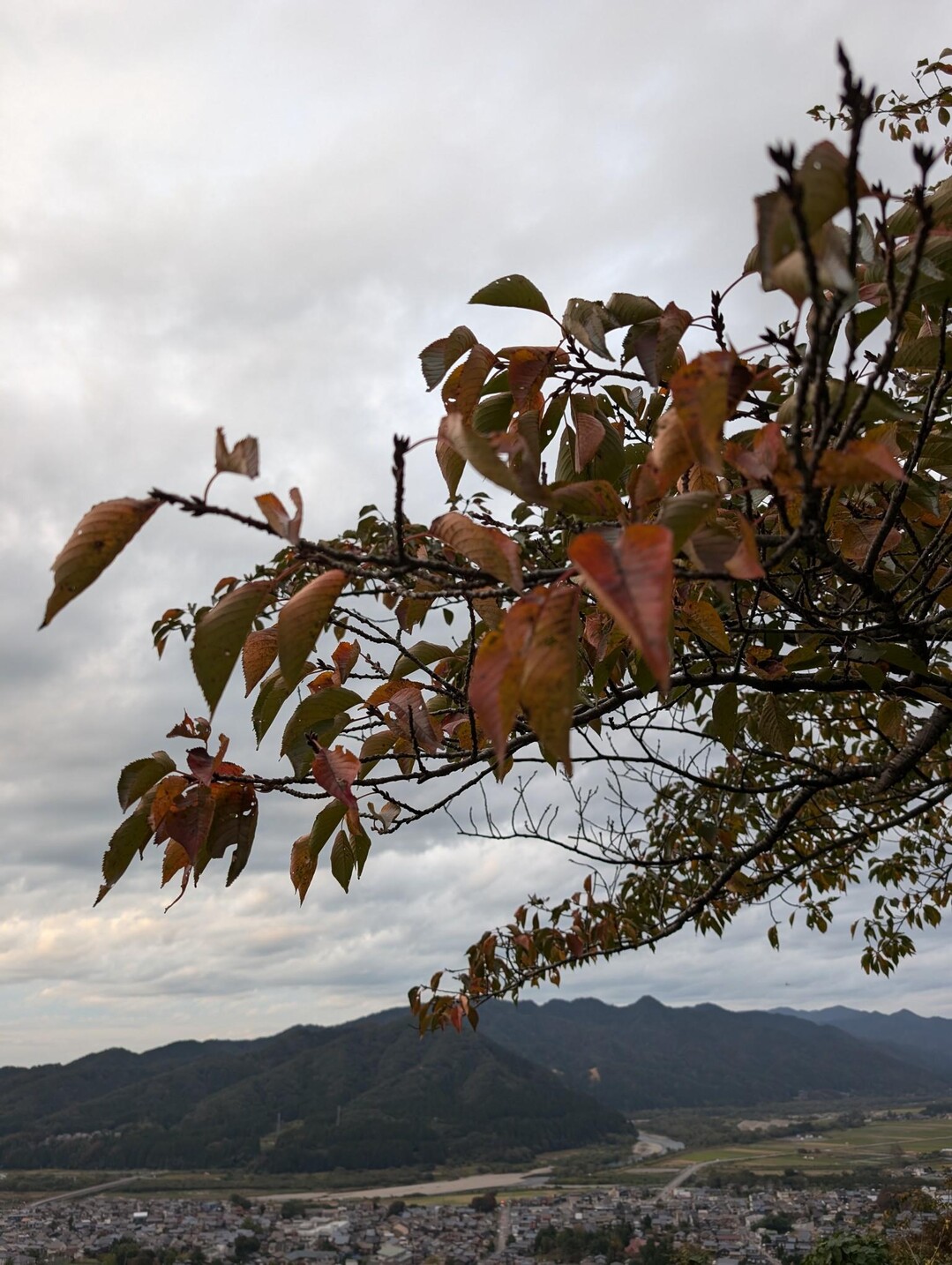 日曜夕暮れの臥牛山（お城山）🌇🏯 / HUSTLERさんの村上市（村上地区）の活動データ | YAMAP / ヤマップ