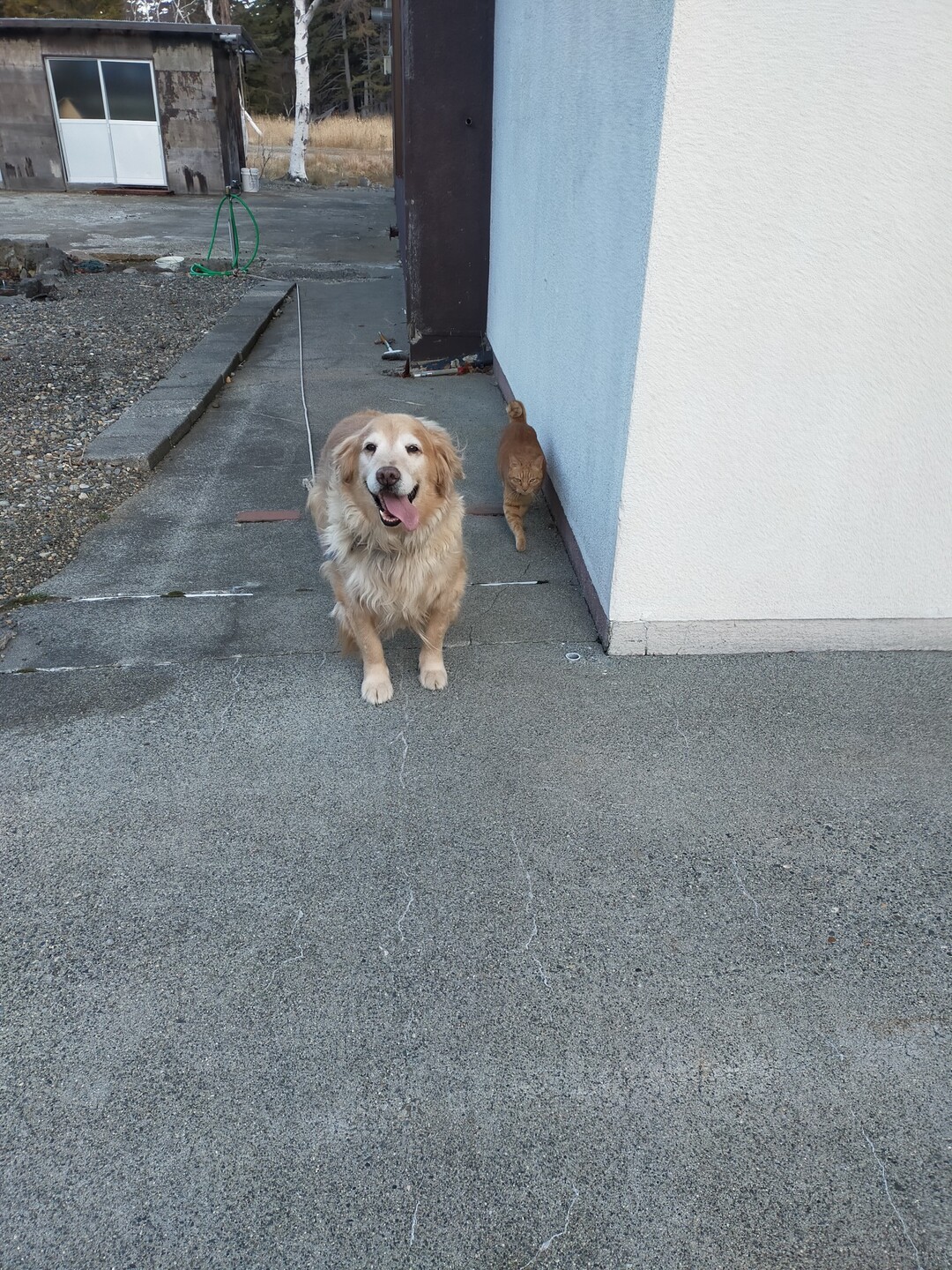 チロルと温泉と雌阿寒岳 / sikasunさんの雌阿寒岳・阿寒富士・白湯山の活動データ | YAMAP / ヤマップ