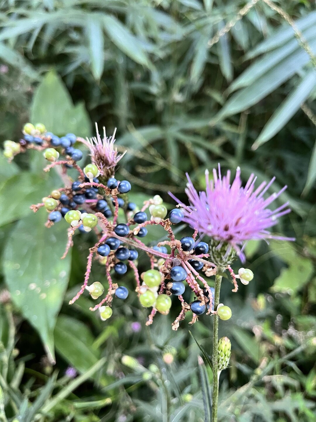 古城山233 / ときおあさんの飯道山の活動データ | YAMAP / ヤマップ