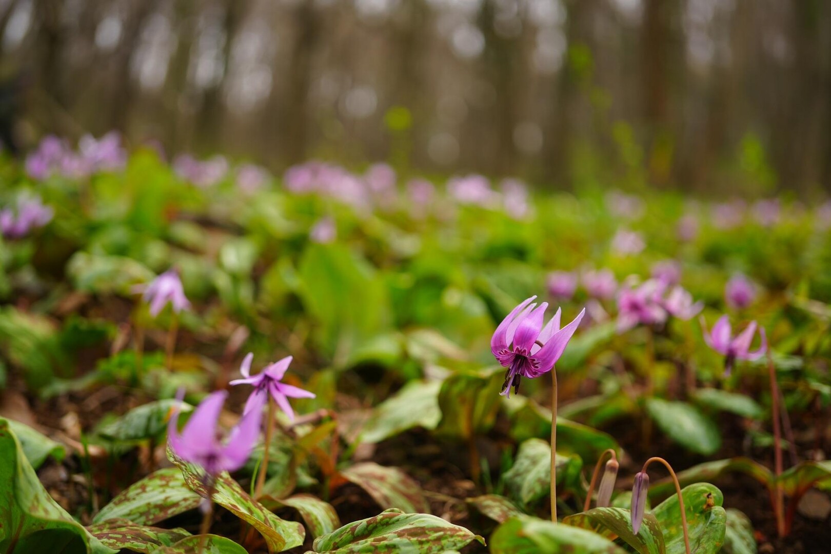 中岳・三毳山（青竜ヶ岳） / ma-sa-kiさんの三毳山の活動データ | YAMAP / ヤマップ