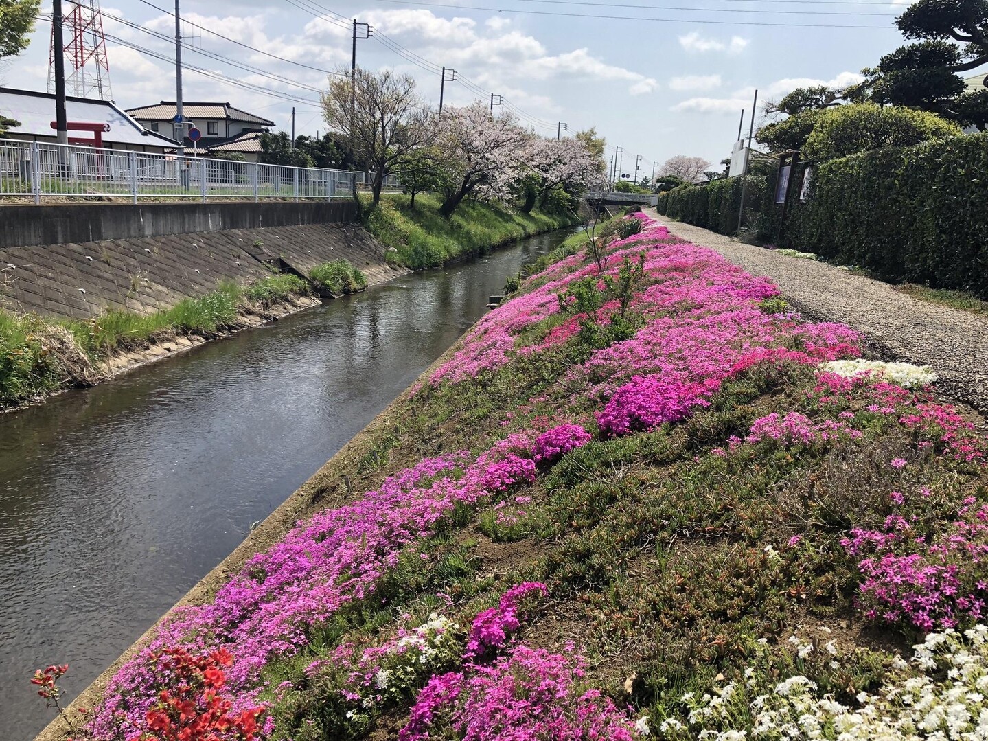 芝桜がそろそろ見頃ですね / daiさんのモーメント | YAMAP / ヤマップ