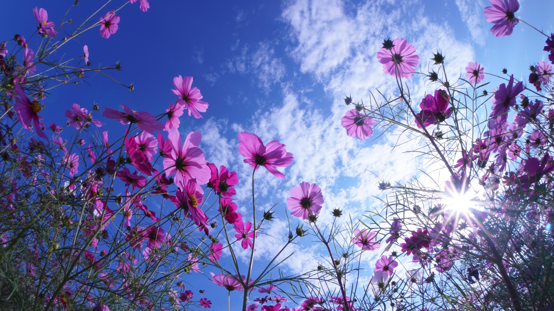 平原遺跡公園のコスモス / masahiro さんの【公式】福岡市（防災情報含む）の活動データ | YAMAP / ヤマップ