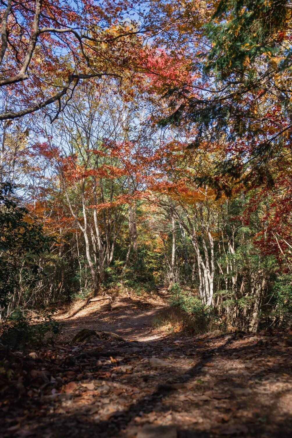 両神山 / kohさんの両神山・諏訪山・二子山の活動データ | YAMAP / ヤマップ
