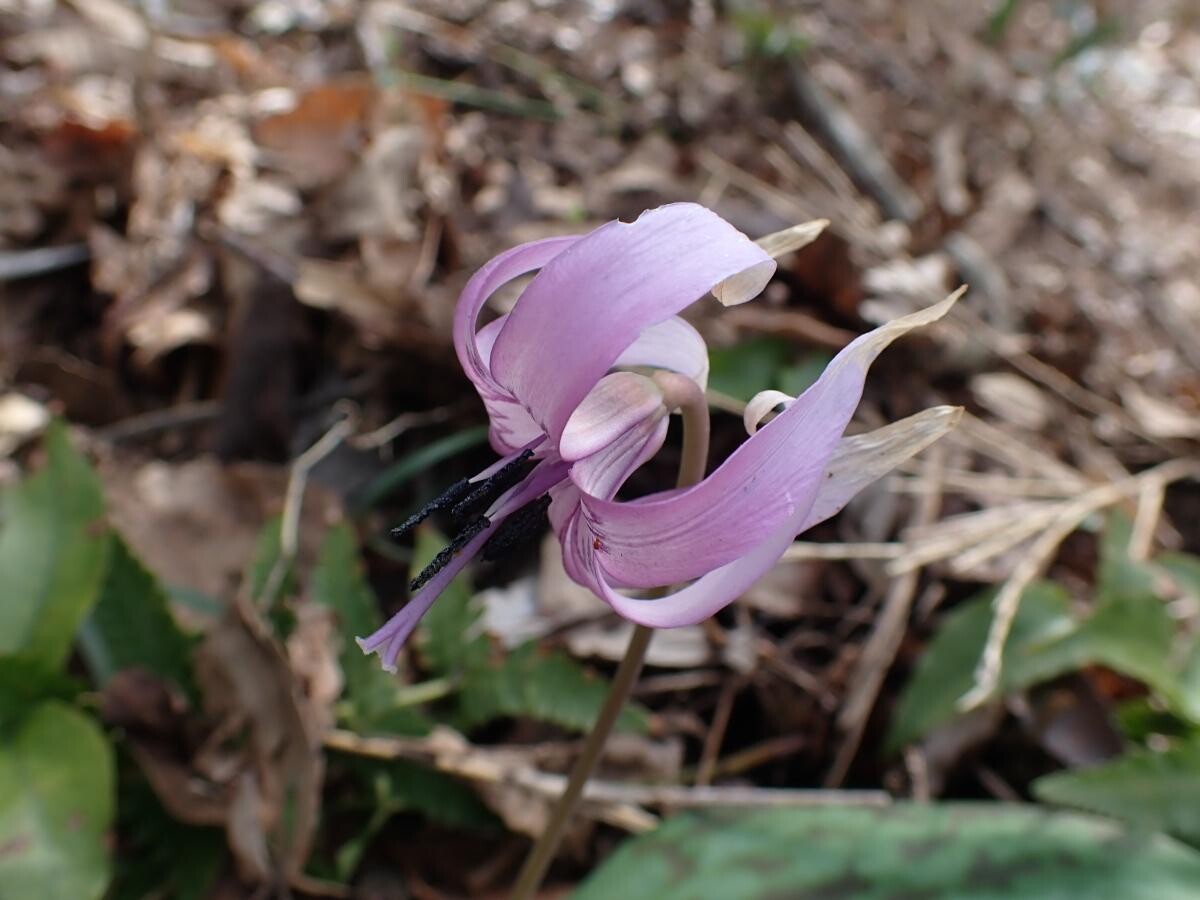 むすび山 / kumomaさんの高川山の活動データ | YAMAP / ヤマップ