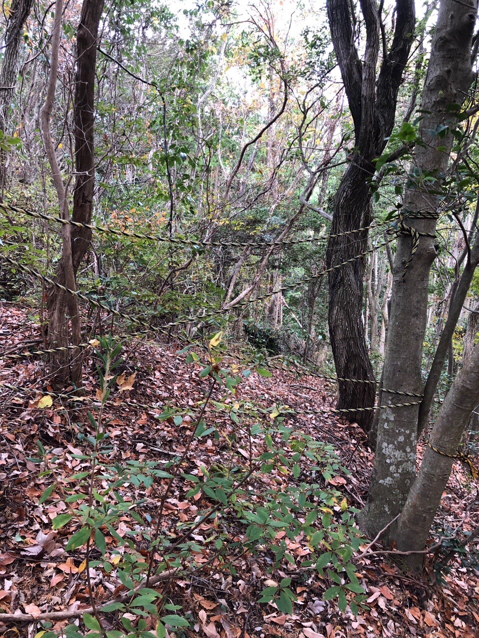 SACHIKO.さんの投稿したフィールドメモ | YAMAP / ヤマップ