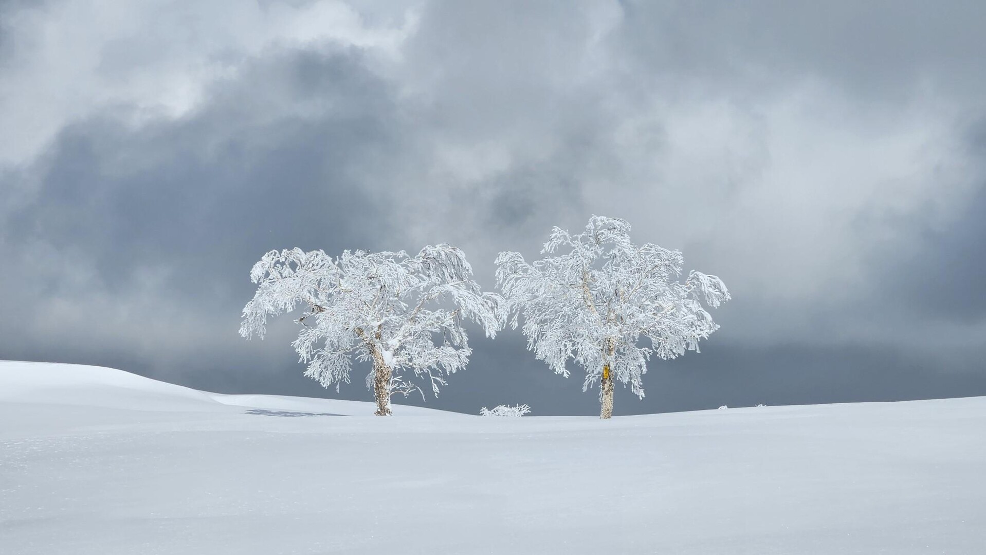 ⛷Kiroro 長峰BC ﾊｲｼｰｽﾞﾝの延長戦-2024-03-19 / moさんの余市岳・定山渓天狗岳の活動日記 | YAMAP / ヤマップ