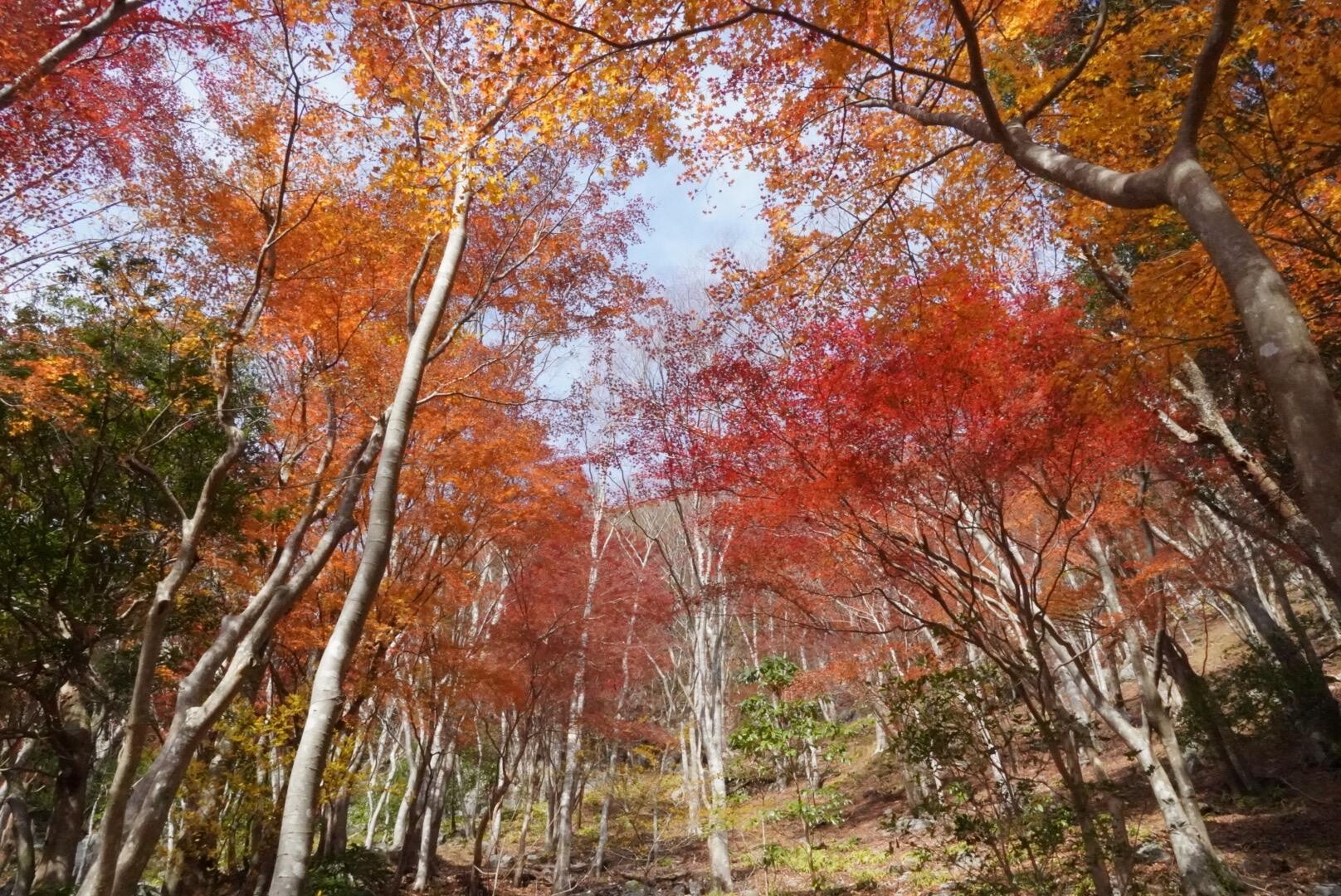 美しすぎるもみじ群生の網掛山🍁 / sachiさんの網掛山の活動データ | YAMAP / ヤマップ