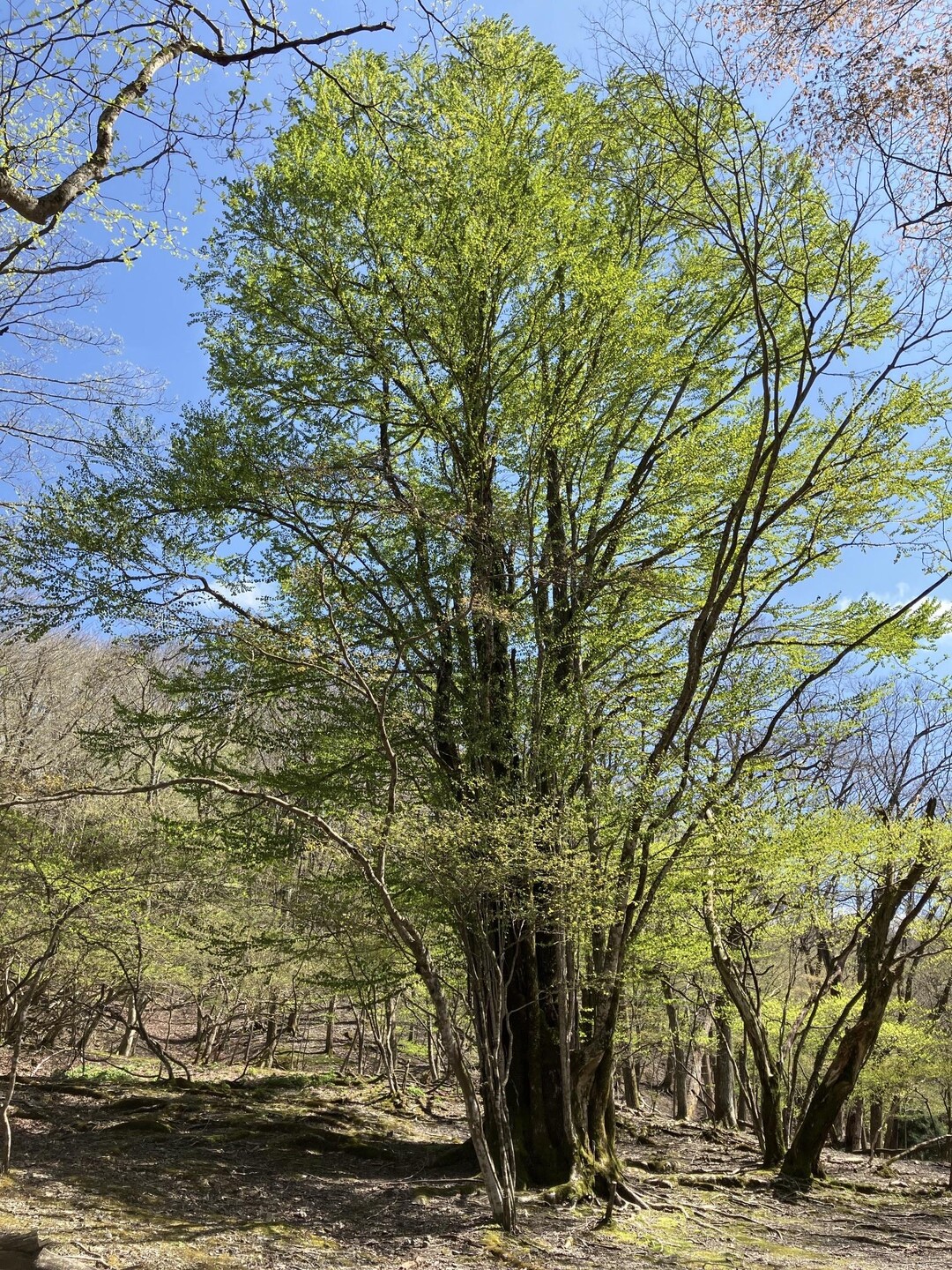 鈴鹿の上高地でランチ登山 / Kuwaさんの御在所岳（御在所山）・雨乞岳の活動データ | YAMAP / ヤマップ