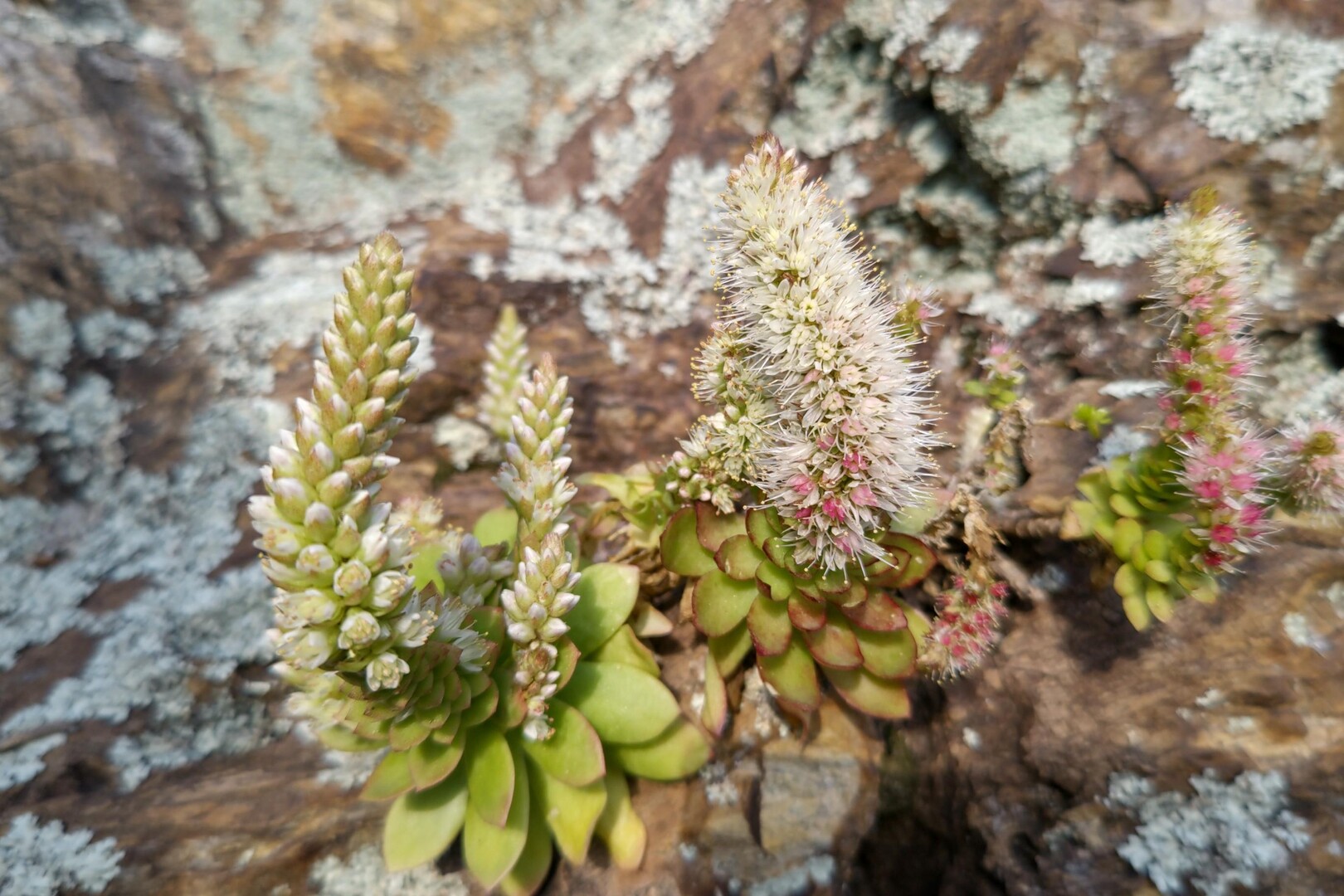 古城山・筆立山 / Mikiさんの風師山の活動データ | YAMAP / ヤマップ