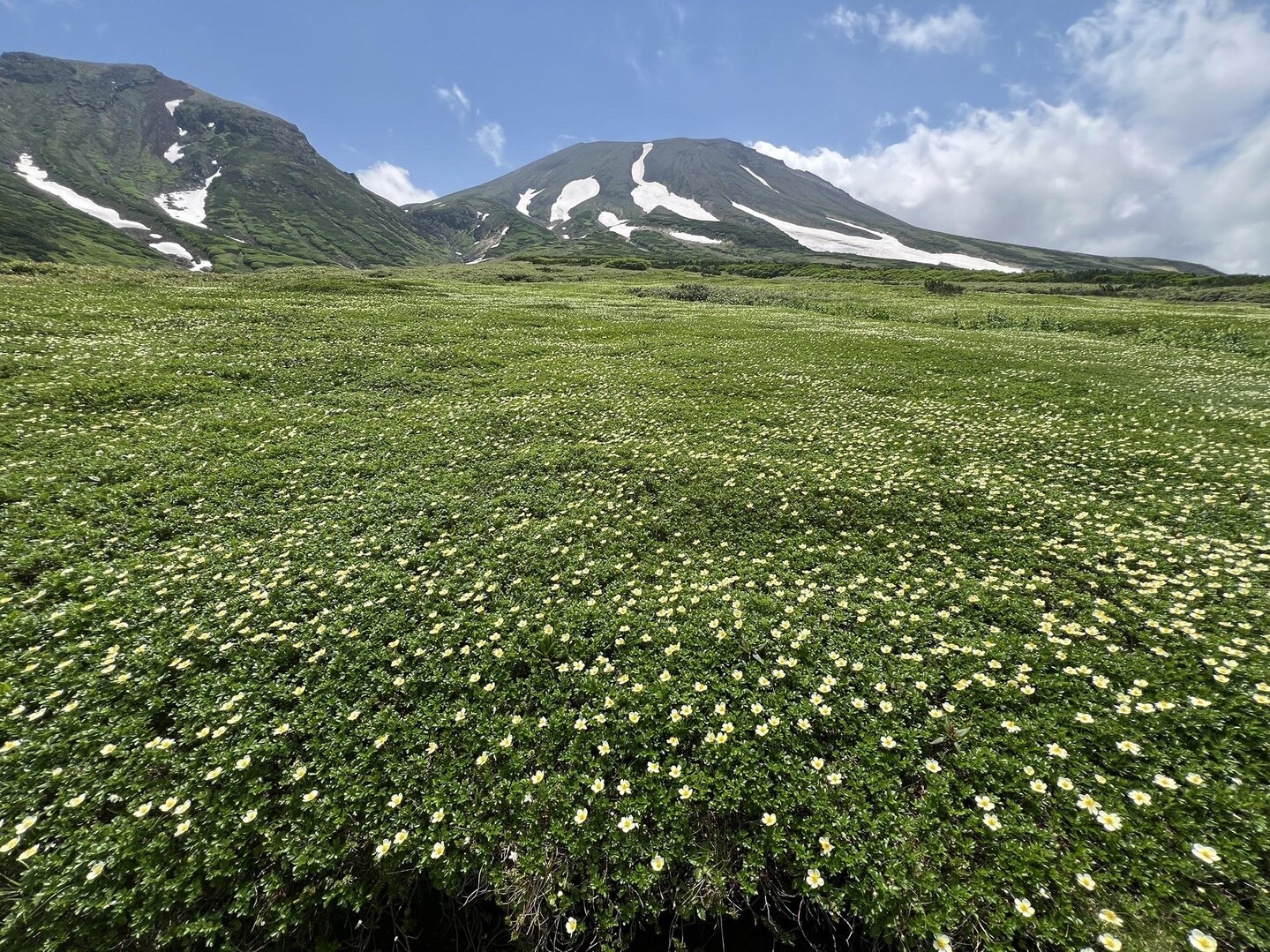 旭岳とチングルマ群生 / sun_moonさんの大雪山系・旭岳・トムラウシの活動データ | YAMAP / ヤマップ