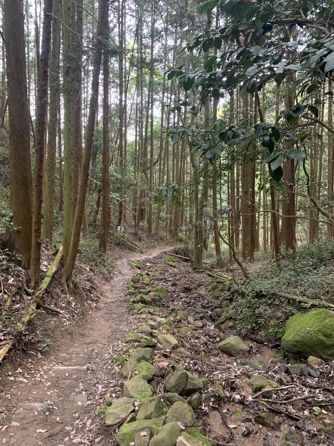 書写山 / YMO.Kさんの書写山・伊勢山・とんがり山の活動データ | YAMAP / ヤマップ