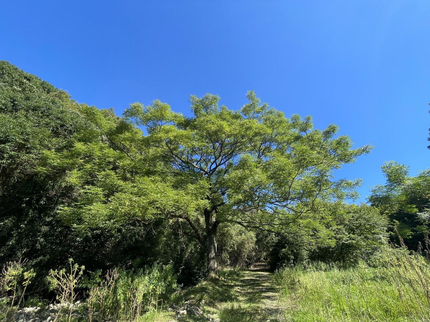 三岳・中三岳・東三岳 / Solidaさんの犬鳴山・西山（鮎坂山）の活動データ | YAMAP / ヤマップ
