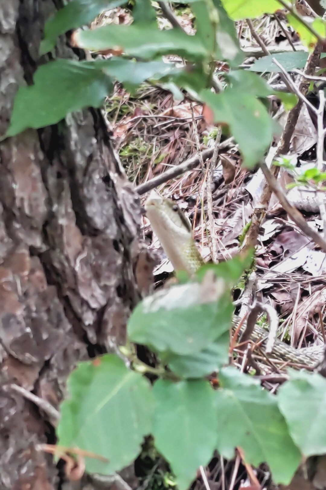 リベンジ！斑根石山・540P / TKcさんの古賀志山・赤岩山・鞍掛山・男抱山・半蔵山の活動データ | YAMAP / ヤマップ