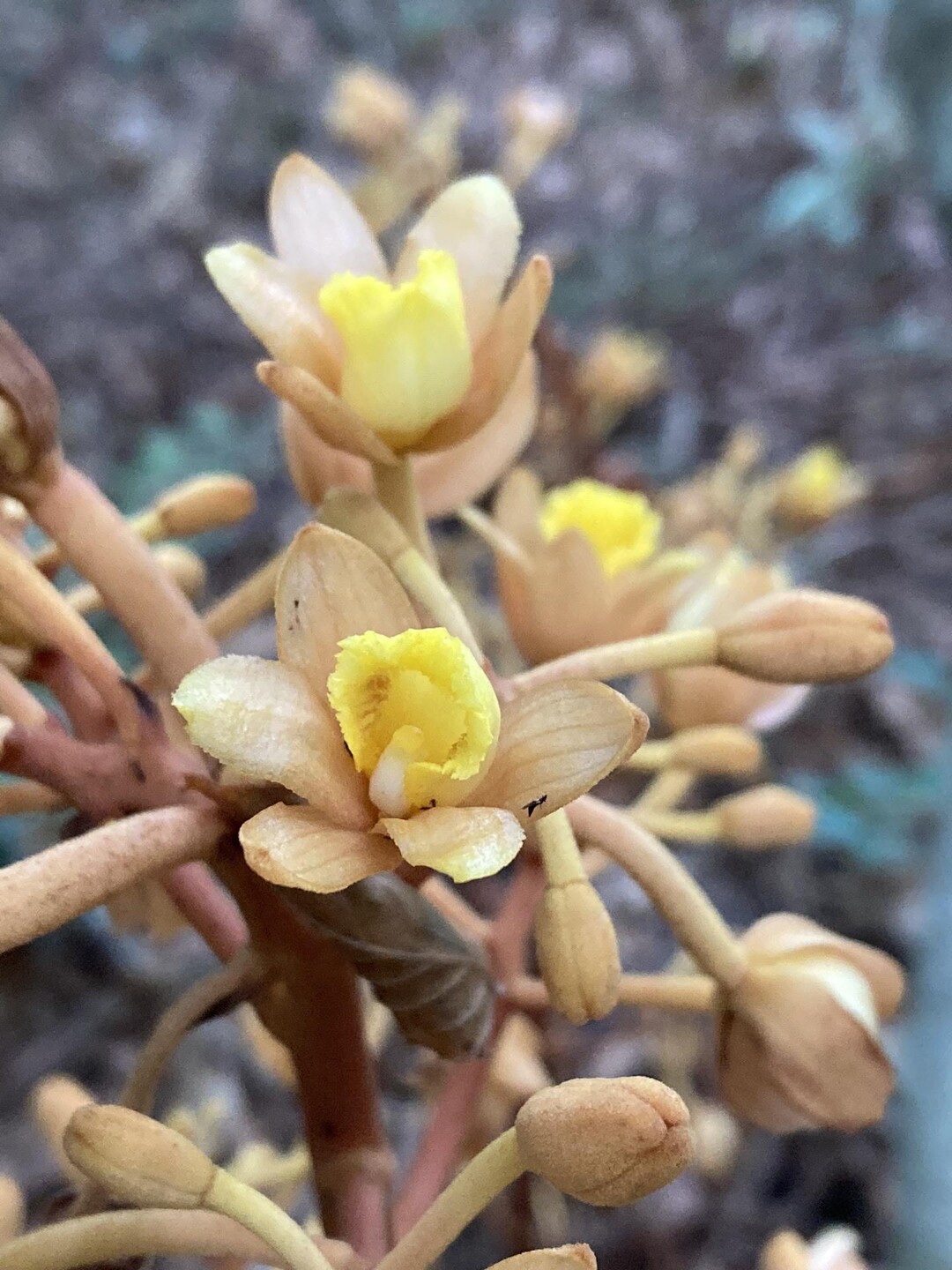 竜王山（阿波竜王・讃岐竜王） / tairaさんの竜王山（讃岐山脈）・大川山の活動日記 | YAMAP / ヤマップ