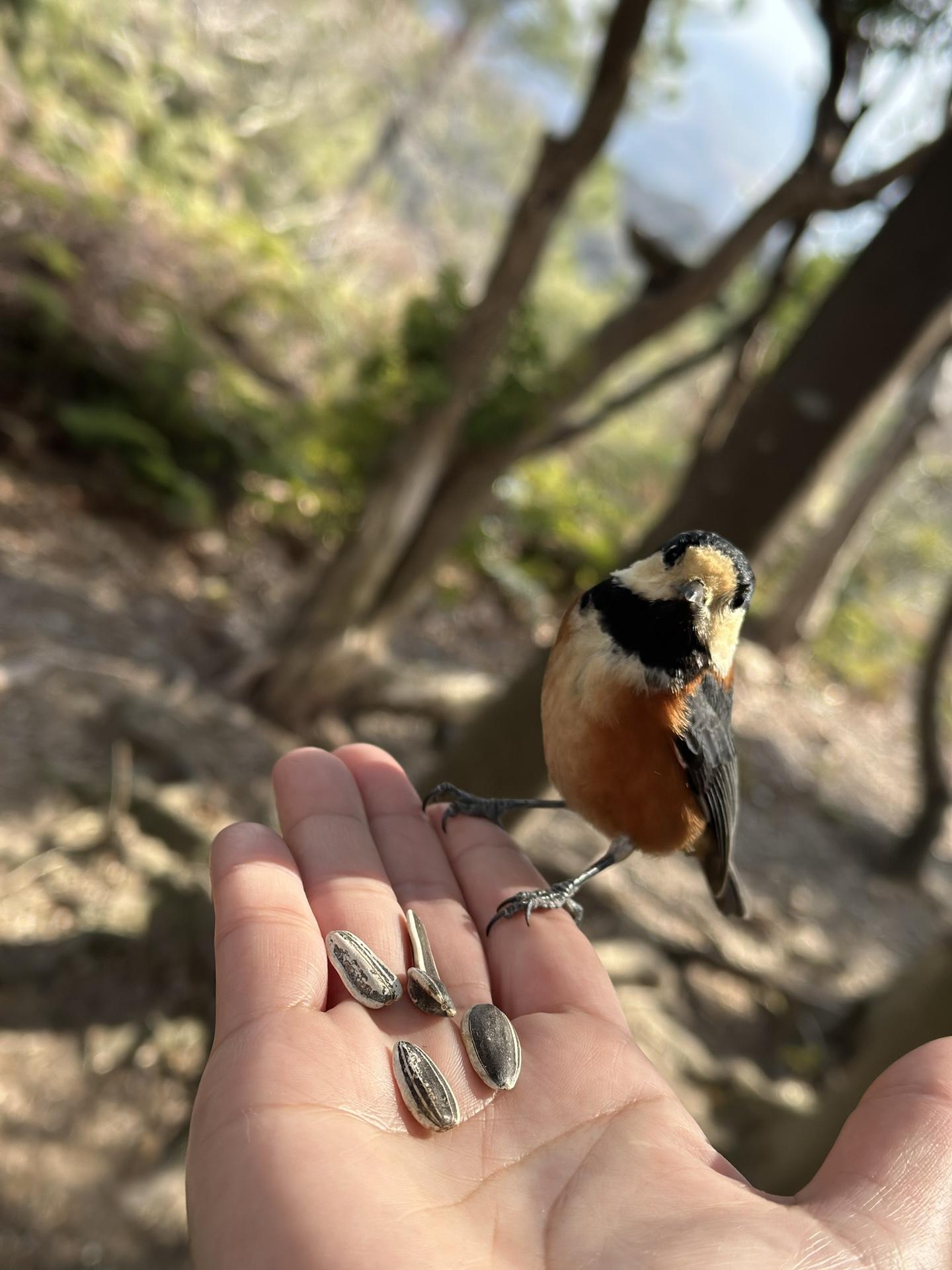 高尾山 ヤマガラを愛でに𓅫*.ﾟ / sa--さんの高尾山の活動データ | YAMAP / ヤマップ